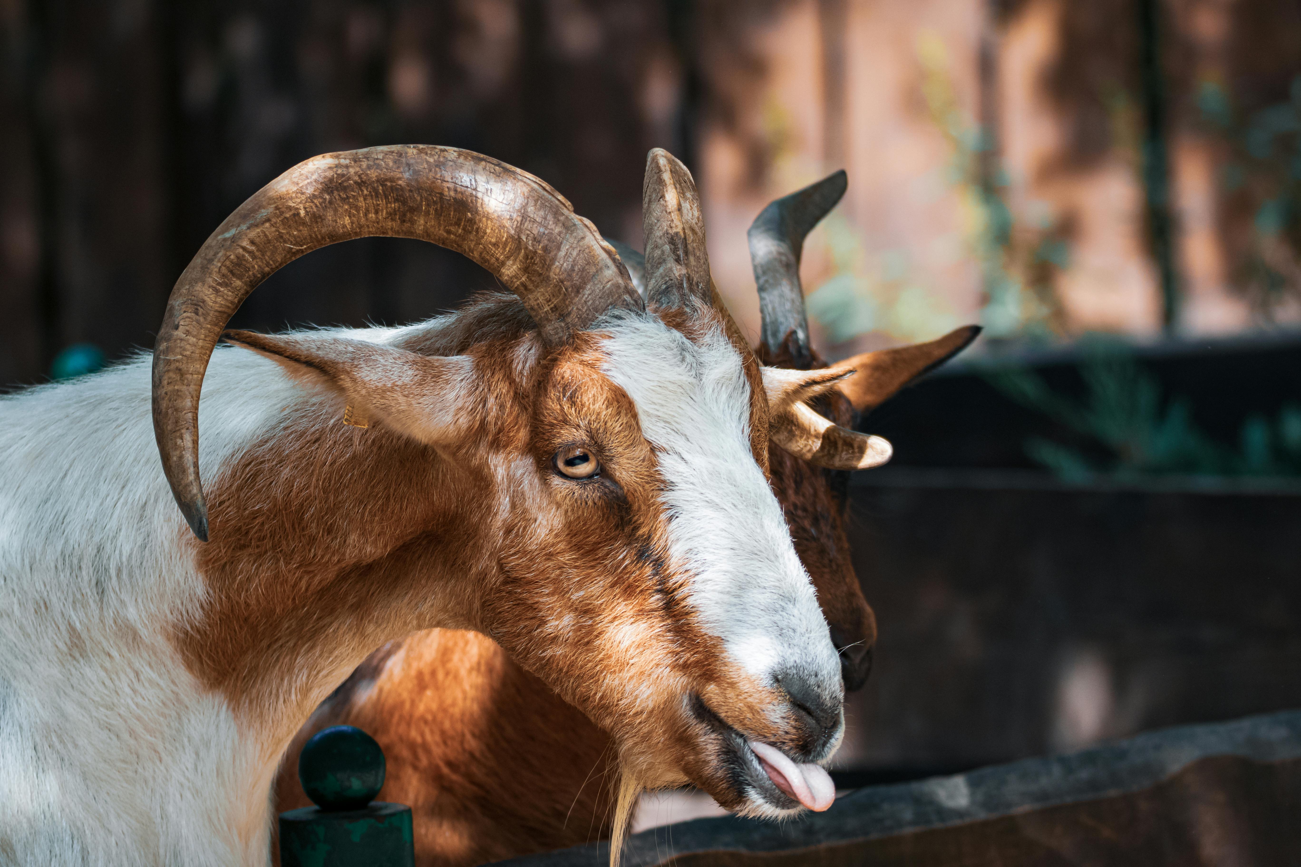 Full Length of a Goat · Free Stock Photo