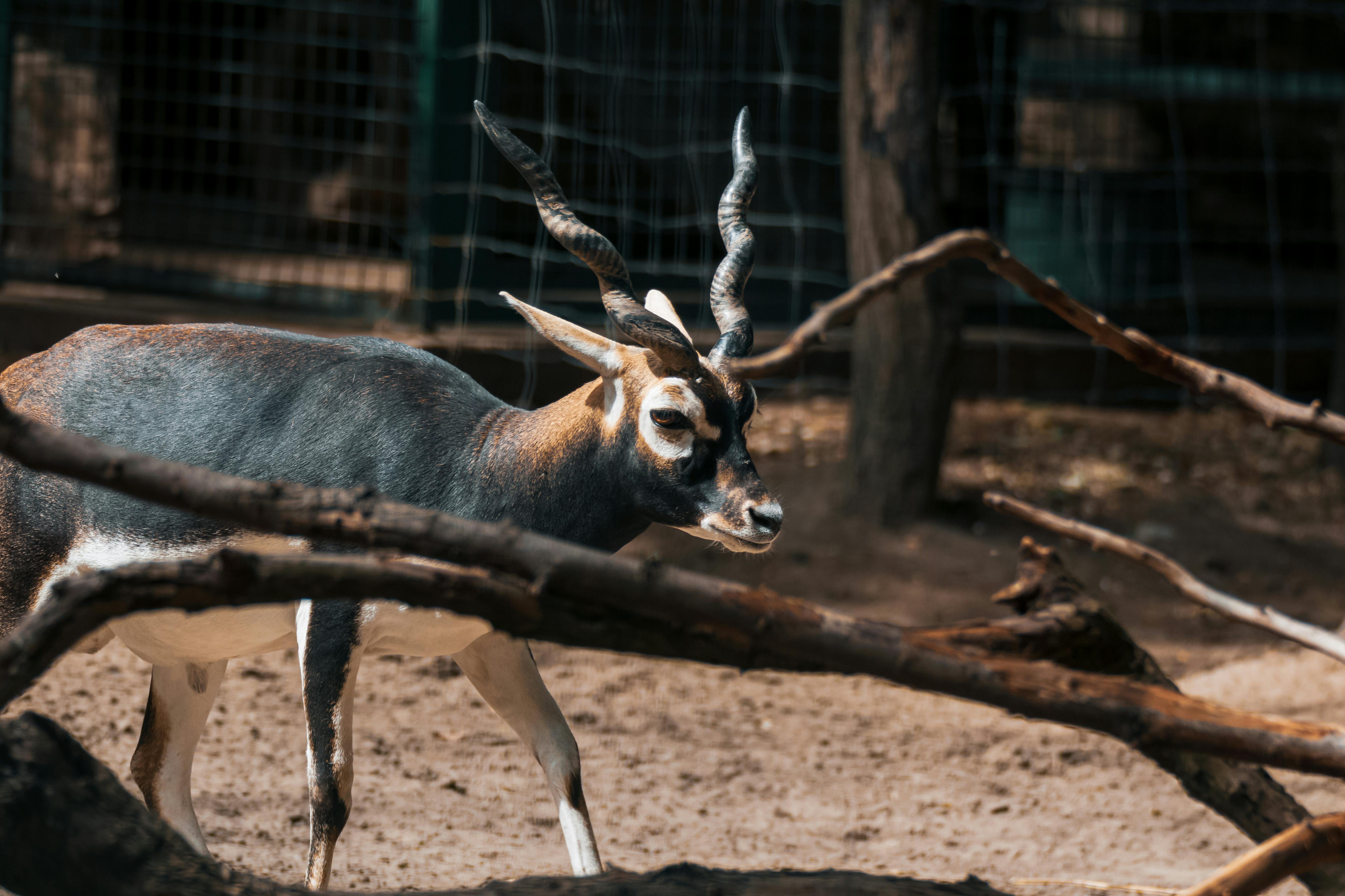 A gazelle in an enclosure with some sticks · Free Stock Photo