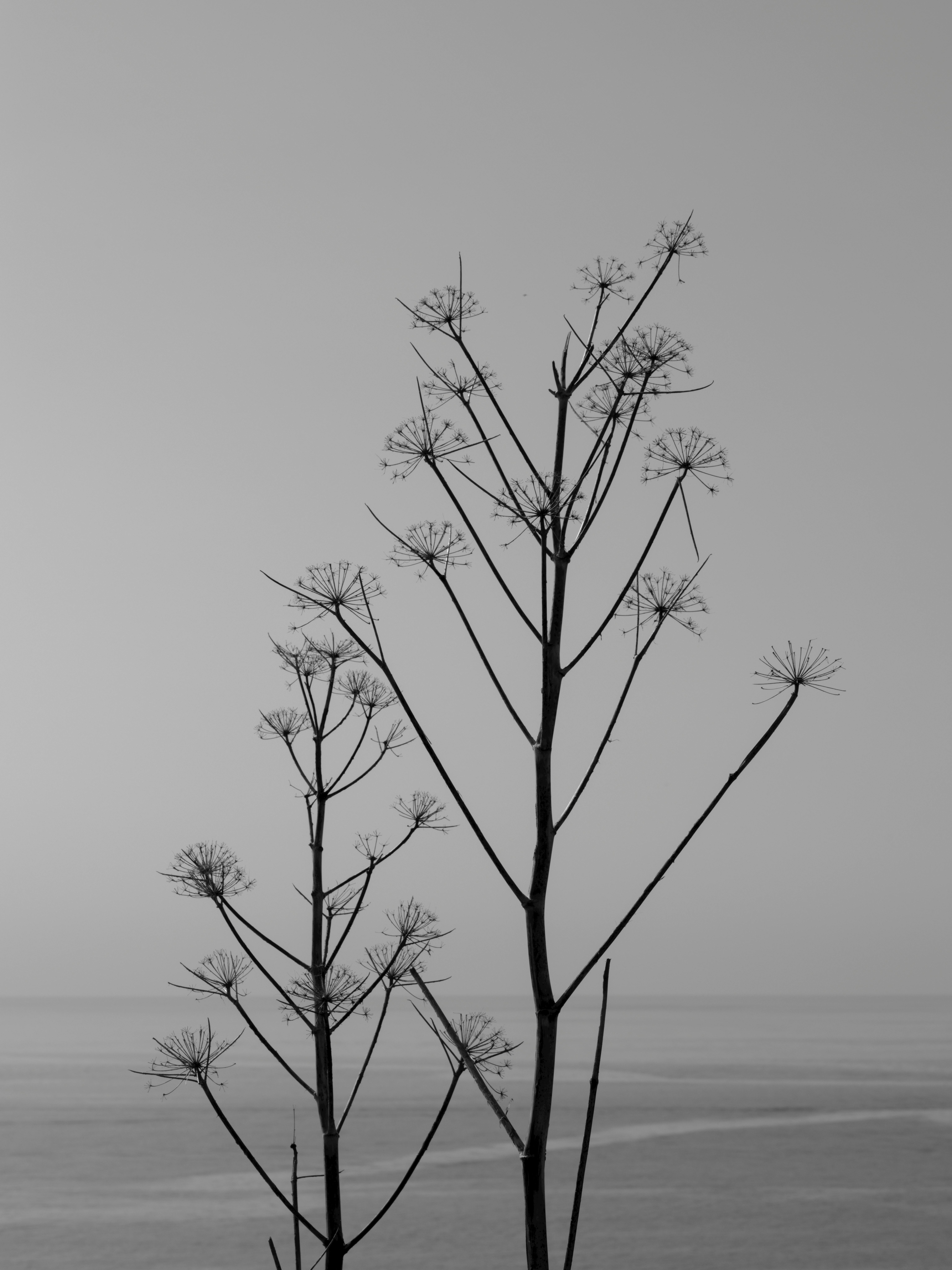 dramatic trees in autumn · Free Stock Photo
