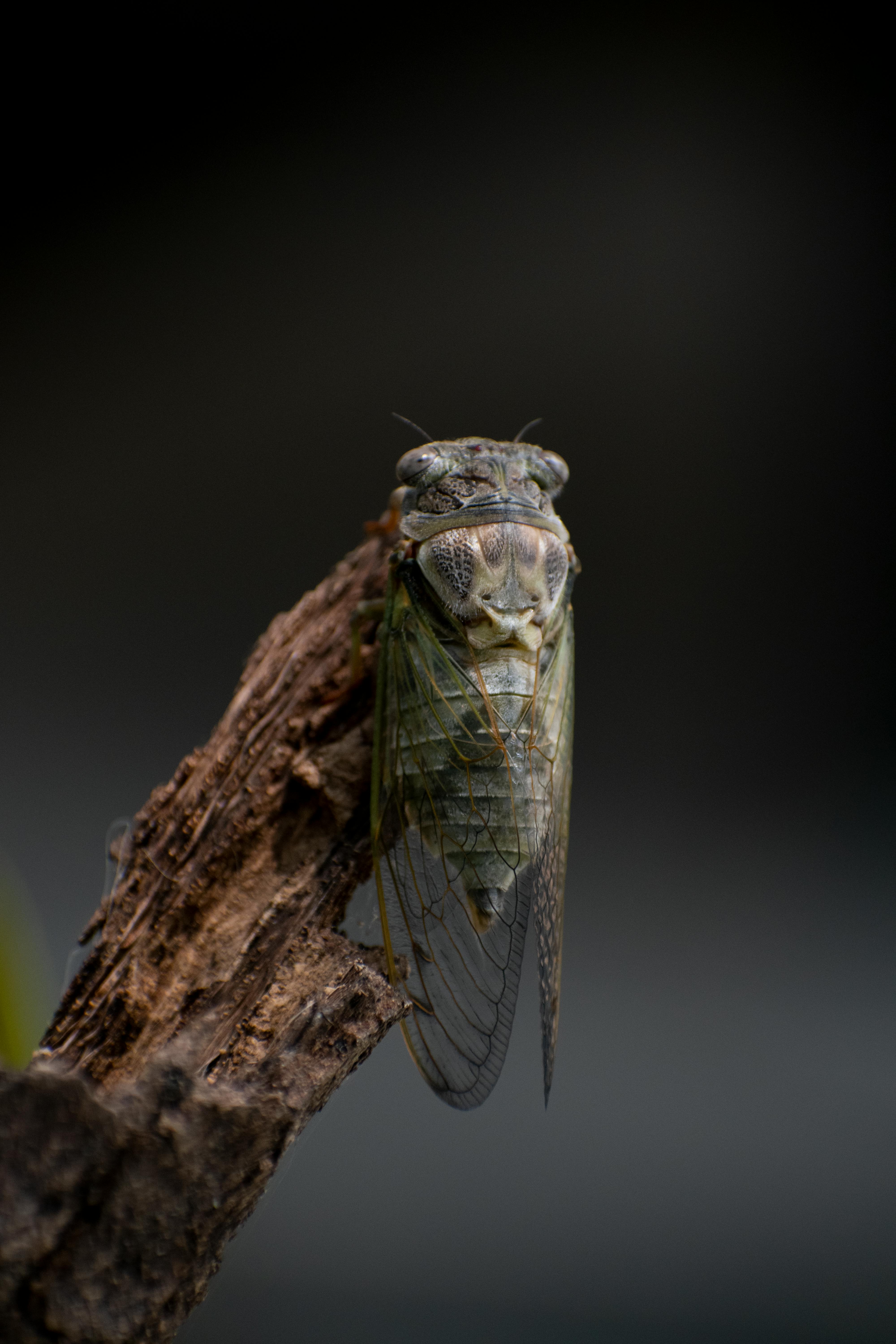 cigale · Free Stock Photo