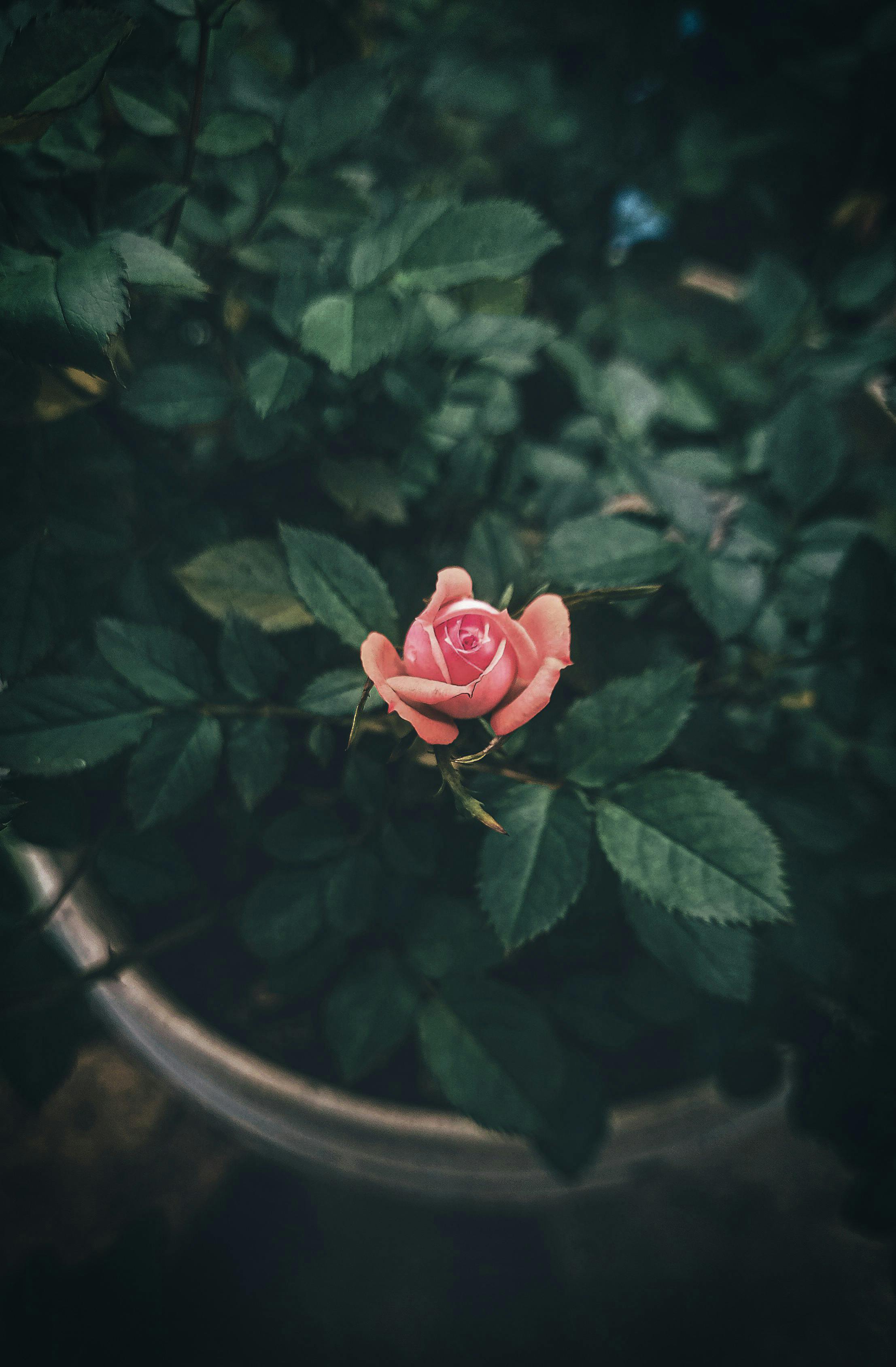 Twig of wild fresh rose with leaves · Free Stock Photo