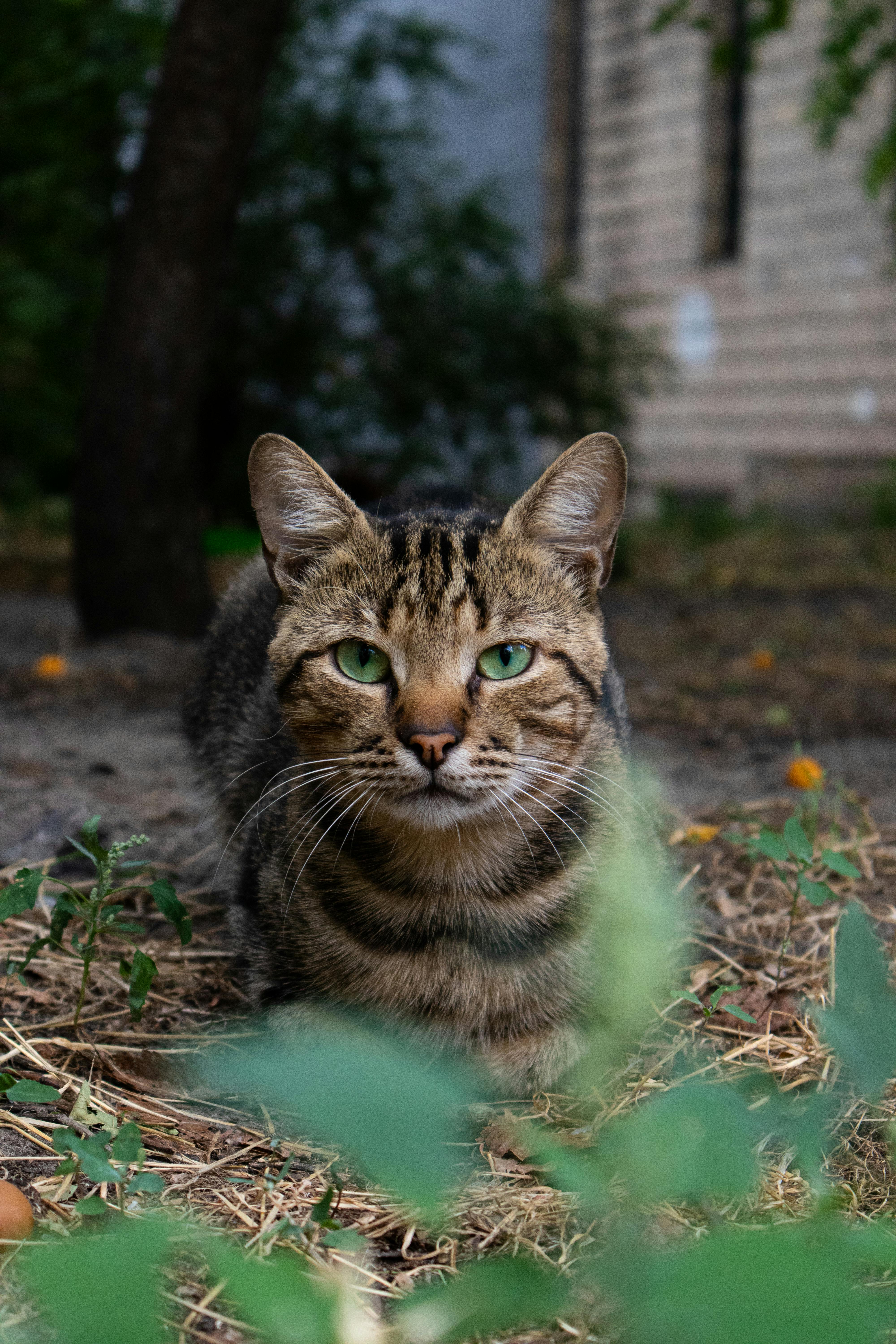 Foto de stock gratuita sobre al aire libre, alerta, alta calidad ...