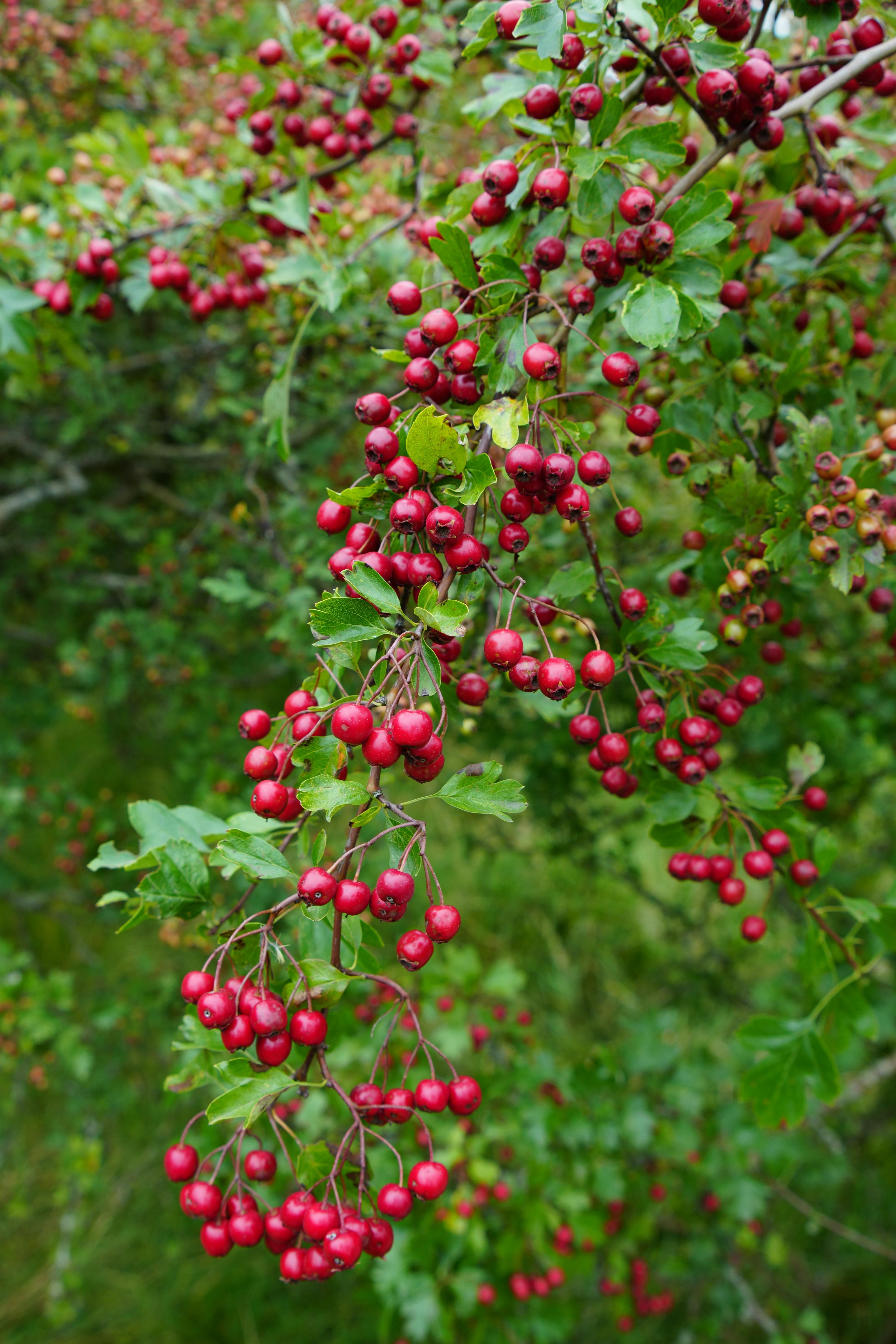 Selective Focus Photograph of Gray Fruit · Free Stock Photo