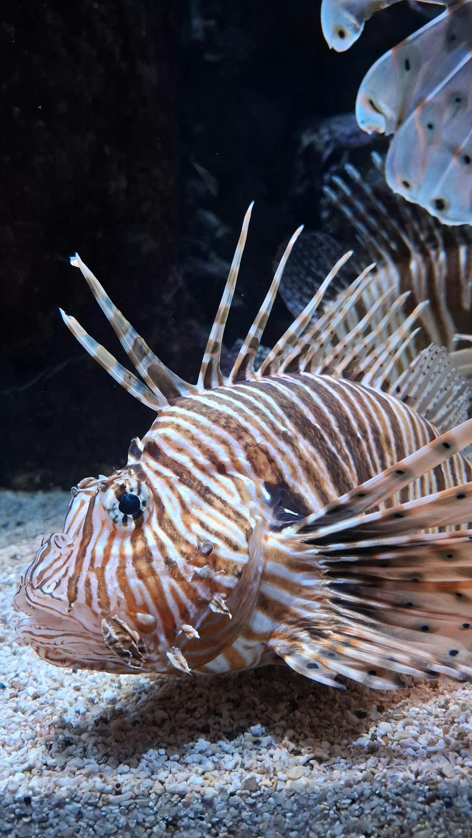 Bonito Fish Photos, Download The BEST Free Bonito Fish Stock Photos ...