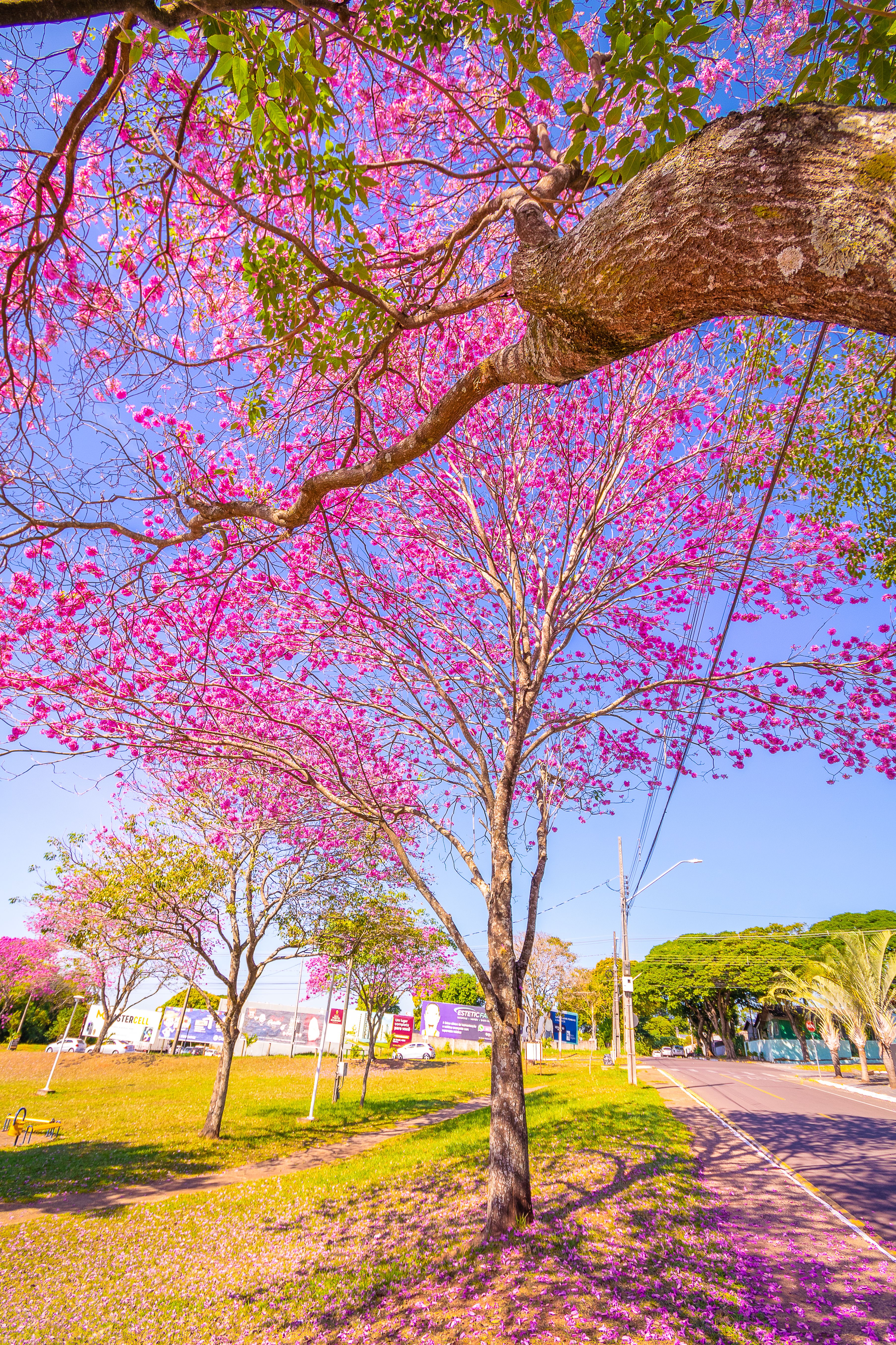 Beautiful flowering of Ipes, trees with pink flowers · Free Stock Photo