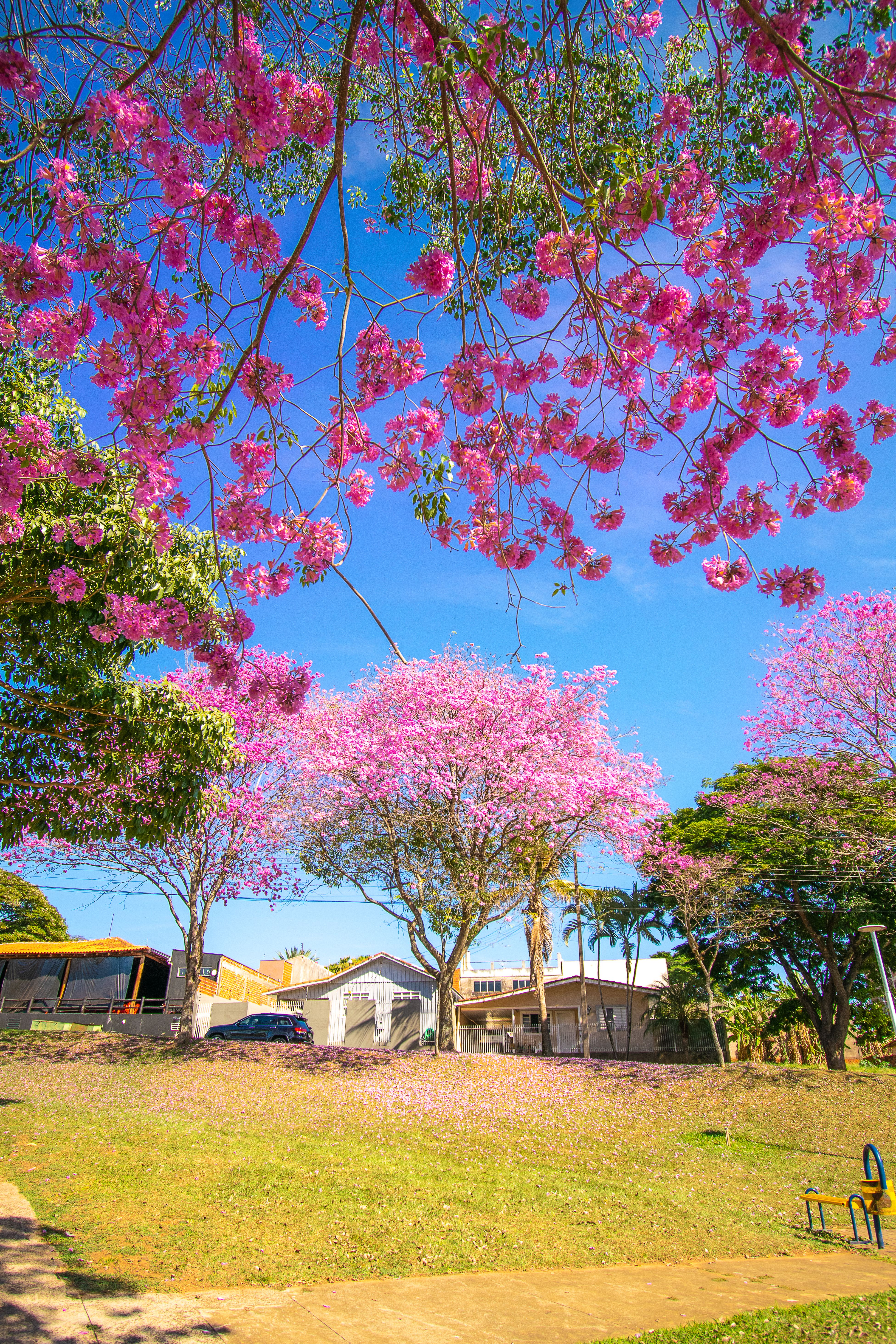 Beautiful flowering of Ipes, trees with pink flowers · Free Stock Photo