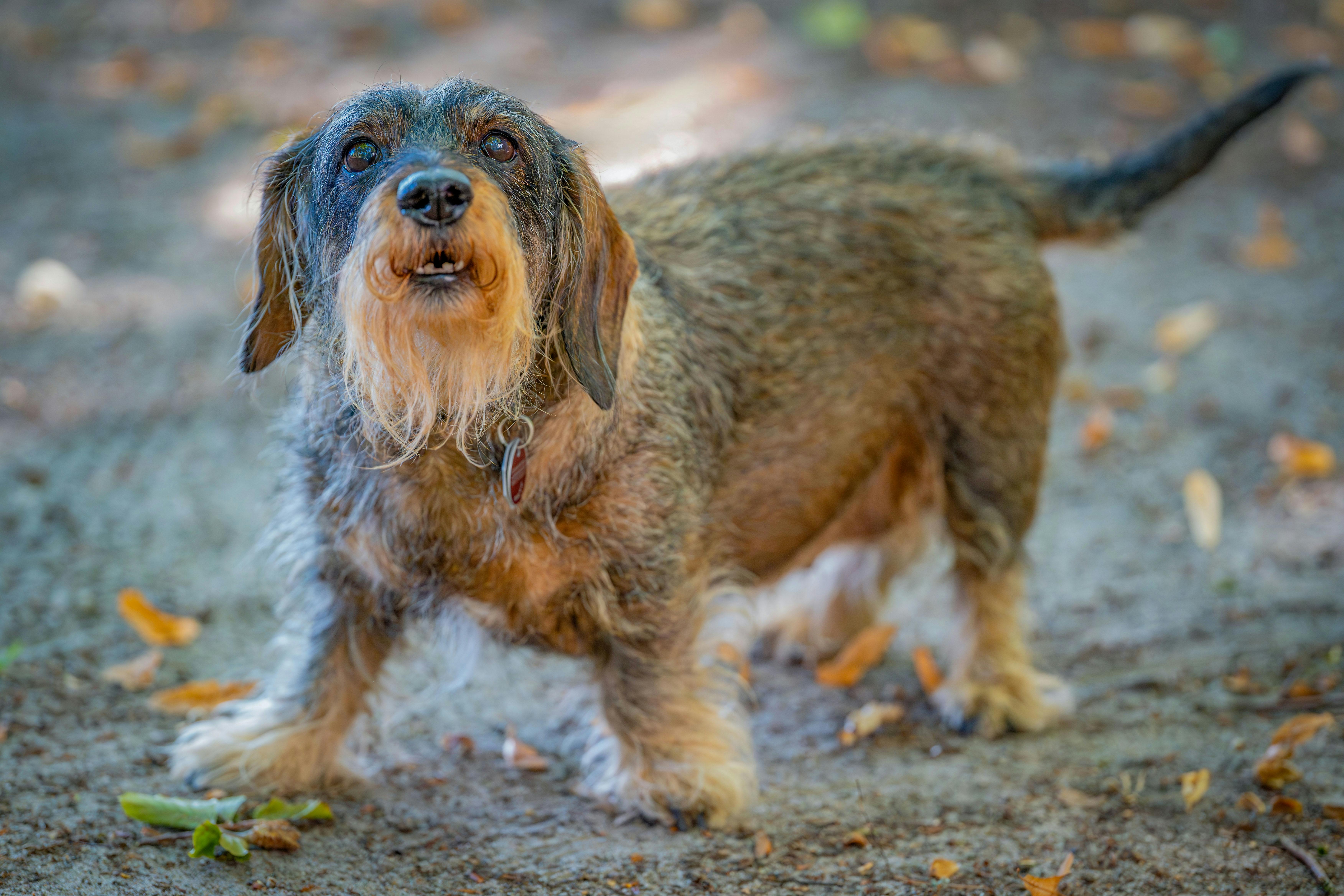A small dog standing on the ground · Free Stock Photo