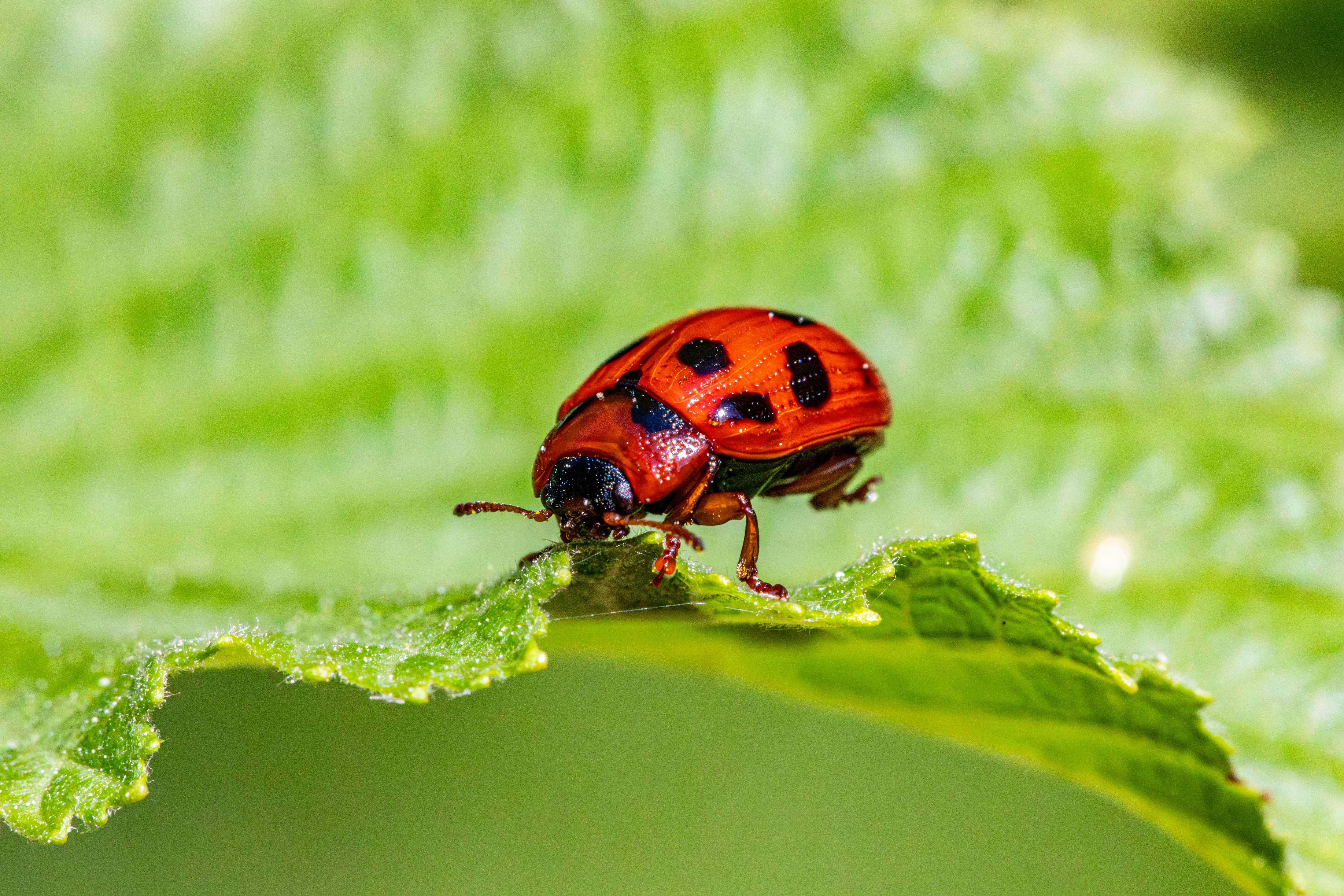 Foto de stock gratuita sobre al aire libre, artrópodo, beetle, beetles ...