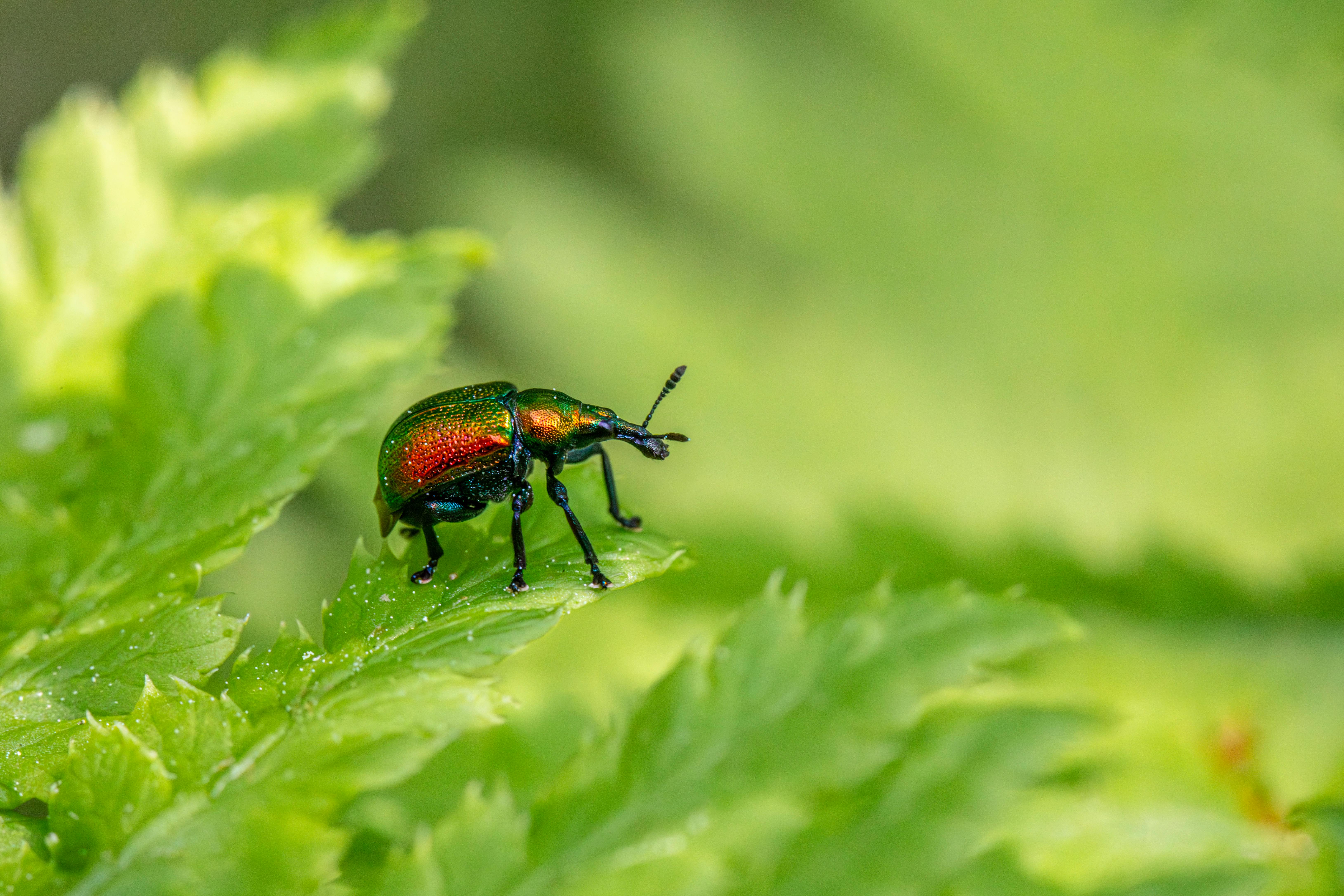 Foto de stock gratuita sobre al aire libre, beetle, beetles ...