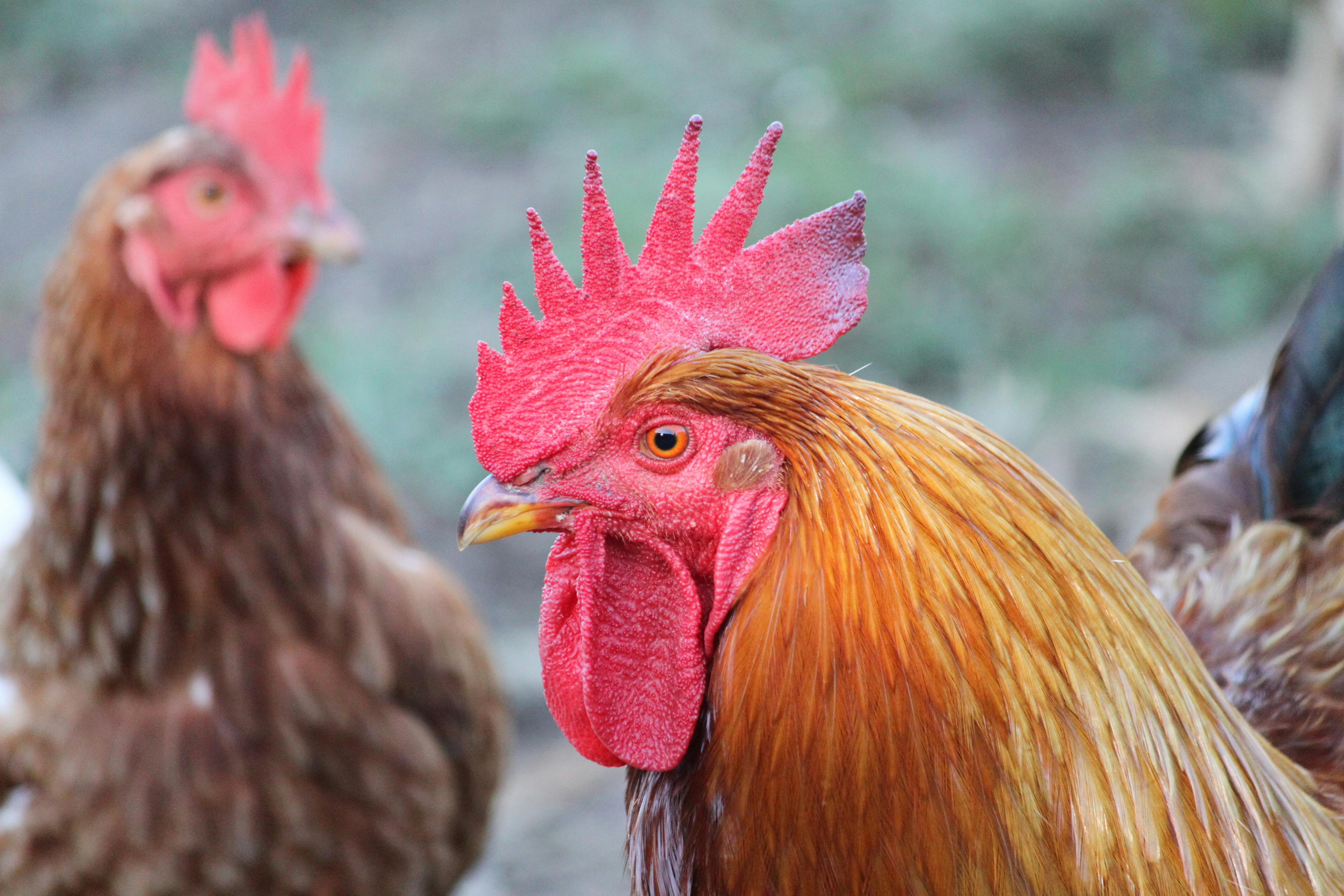 Gallo · Free Stock Photo
