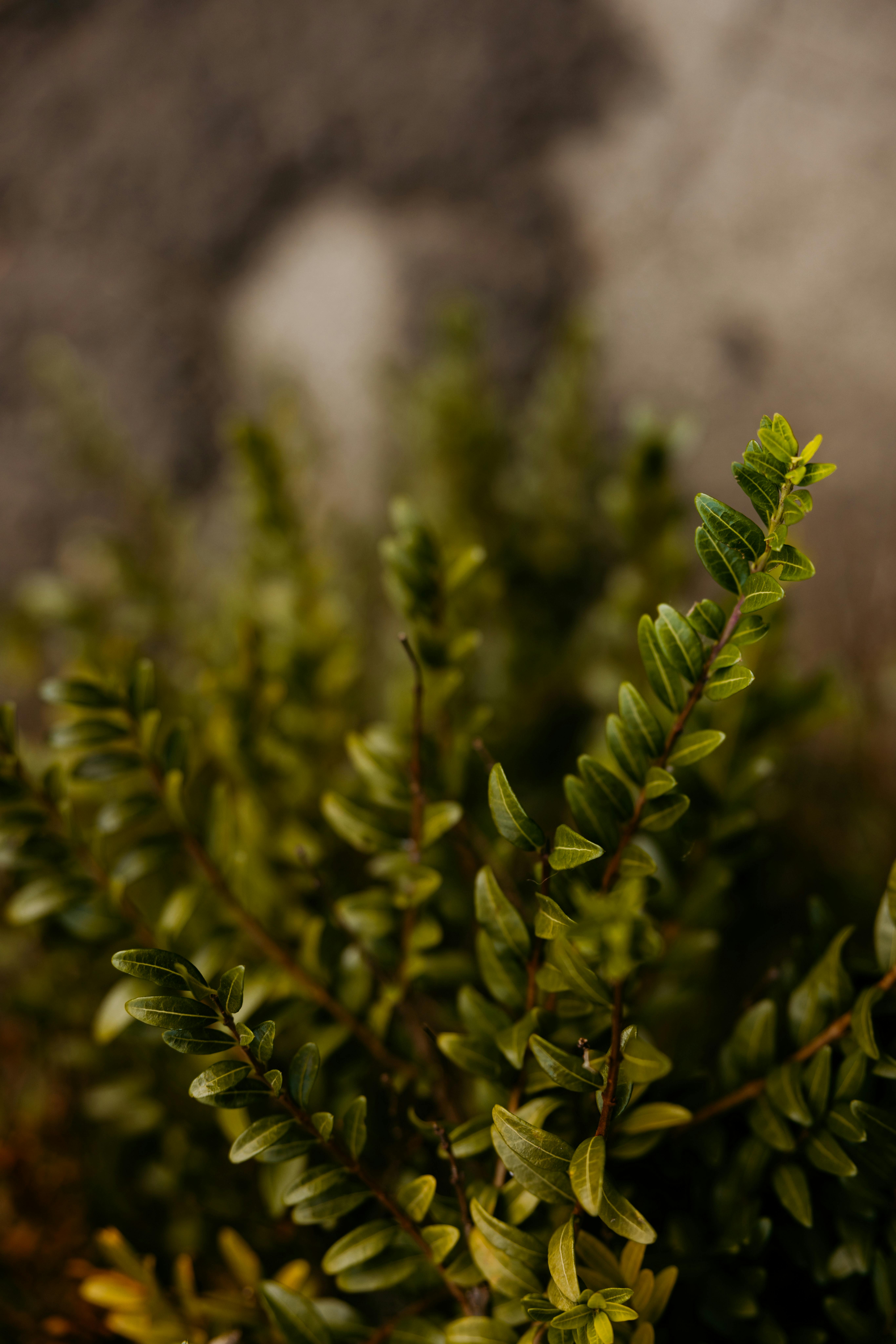 Green leaves - Privet / Ligustrum · Free Stock Photo