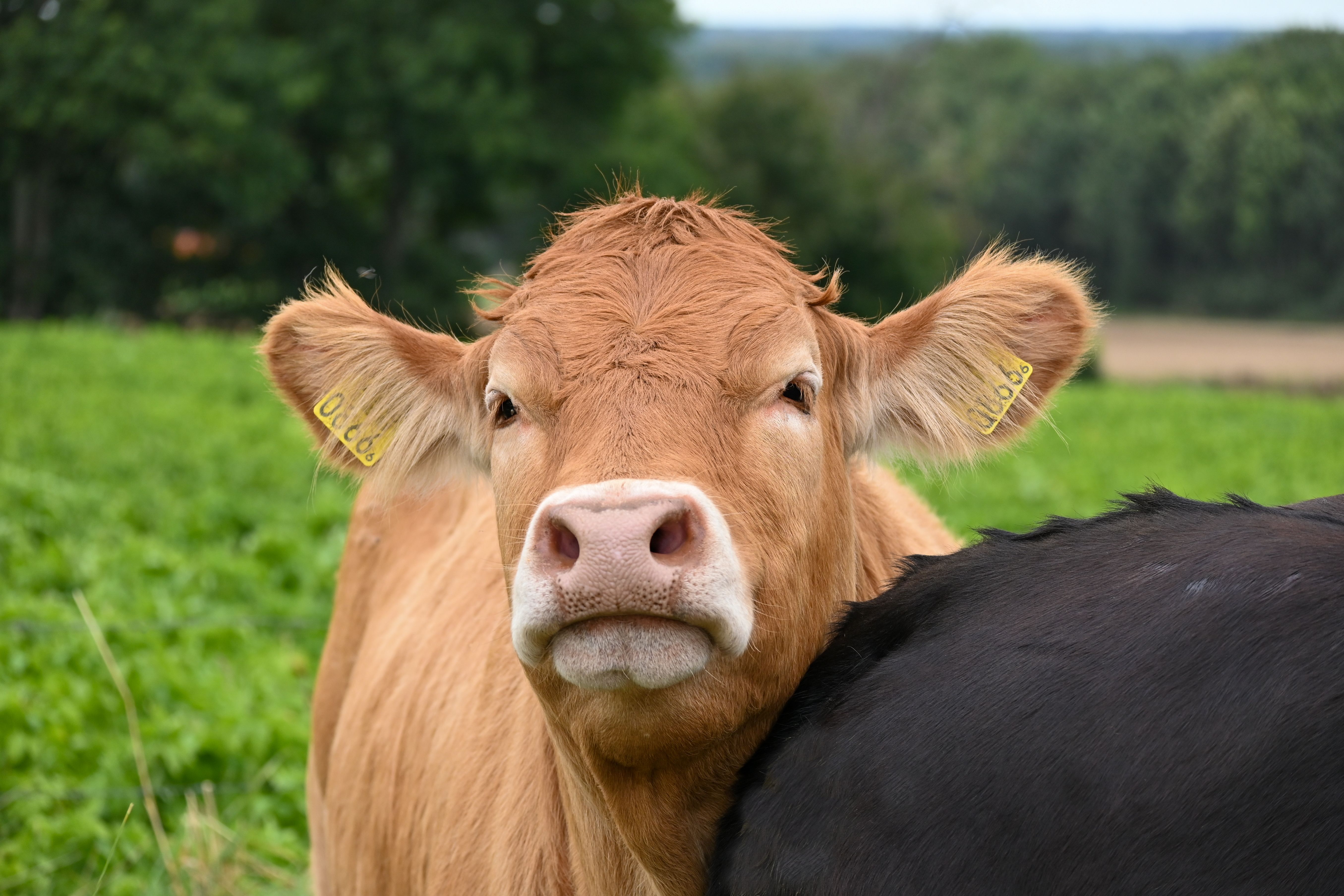 Brown calf with its head on the back of a black cow · Free Stock Photo