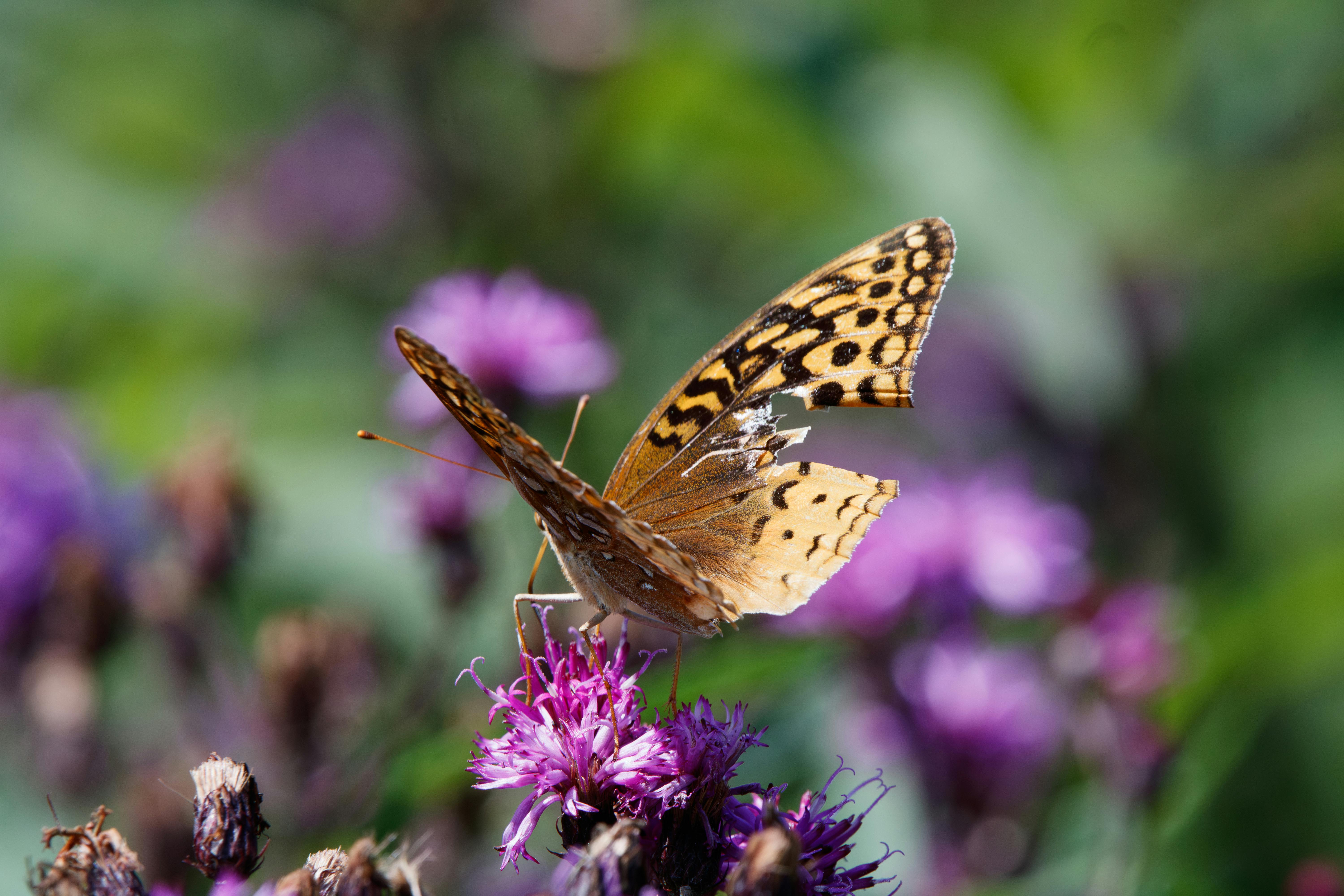 Small black butterfly on blooming flower · Free Stock Photo