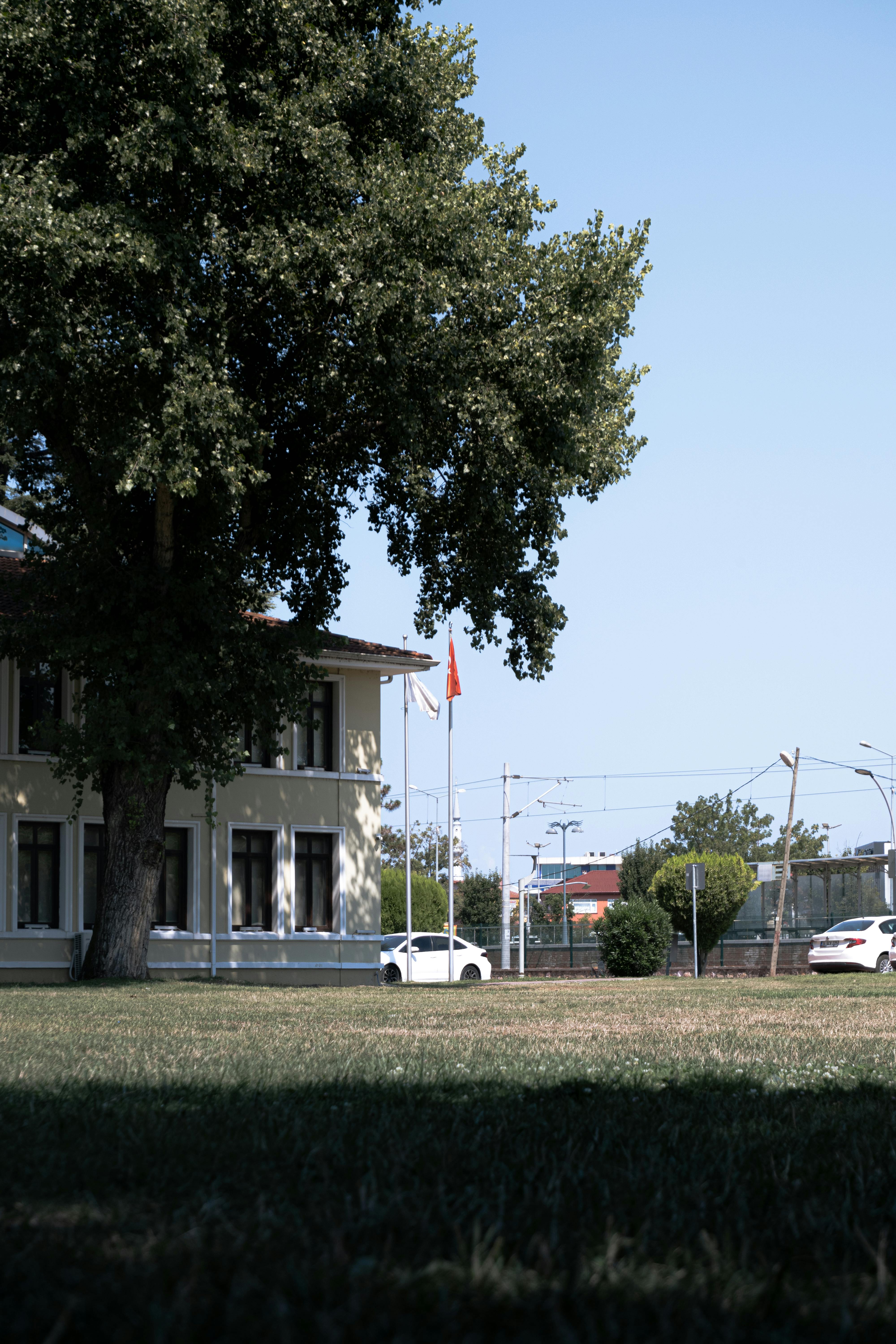 Sakarya Tree Photos, Download The BEST Free Sakarya Tree Stock Photos ...