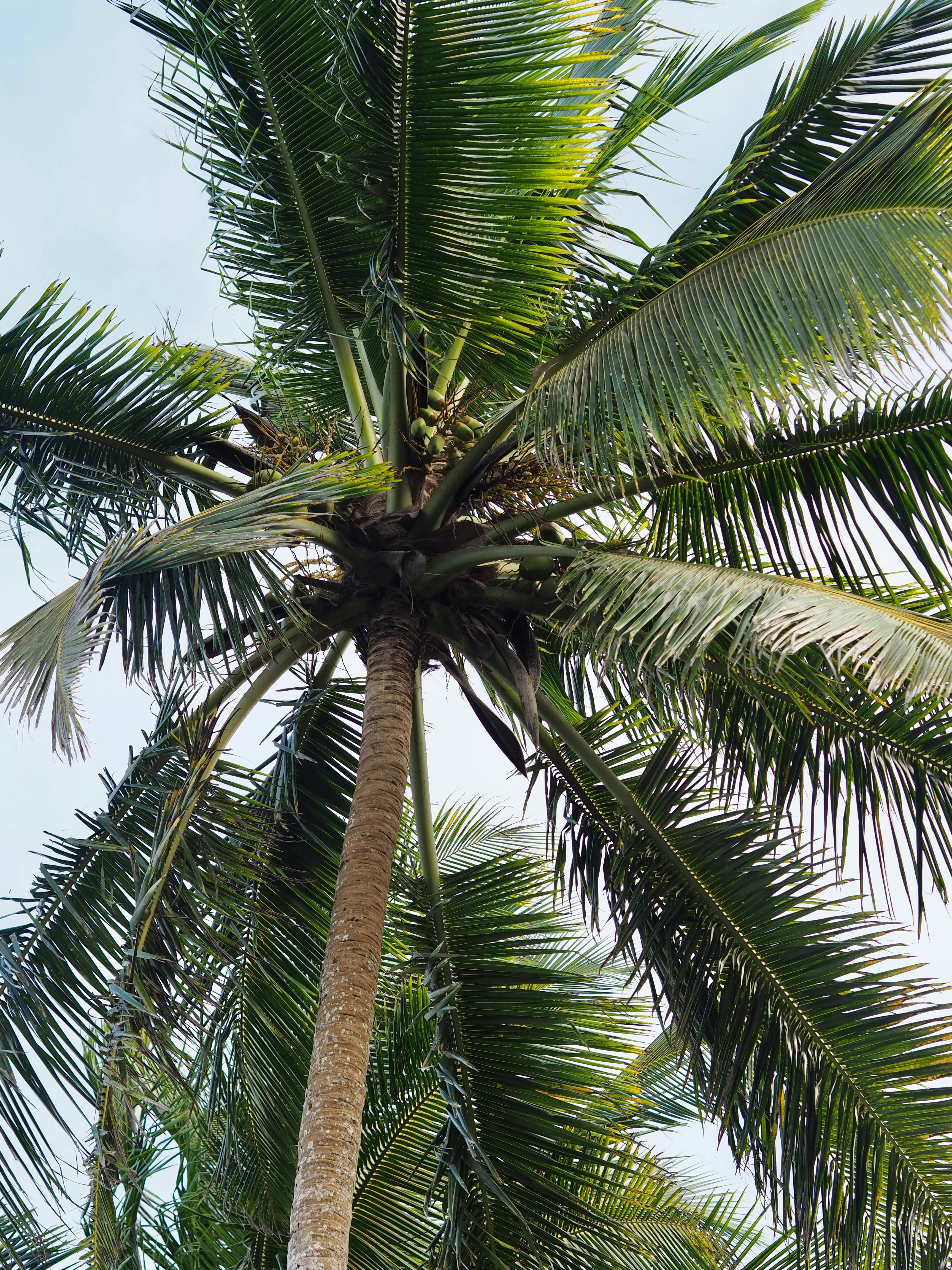 Coconut Postcard Photos, Download The BEST Free Coconut Postcard Stock ...