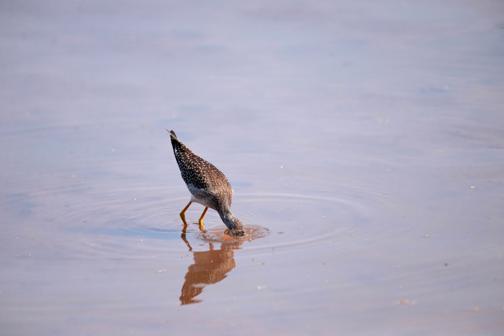 Spoon Billed Sandpiper: Rare Bird Spotting Guide