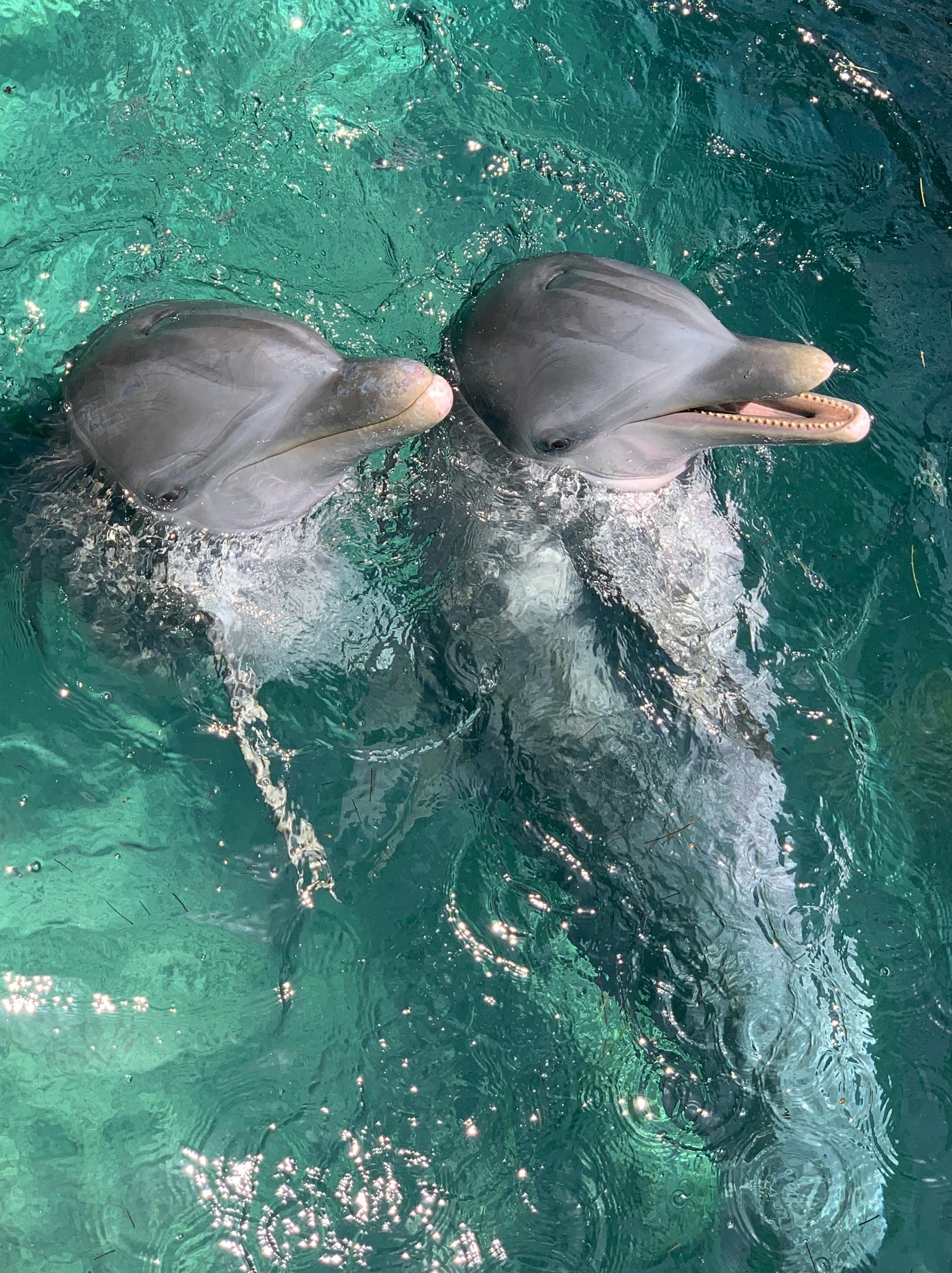 Friendly Dolphins Photos, Download The BEST Free Friendly Dolphins ...