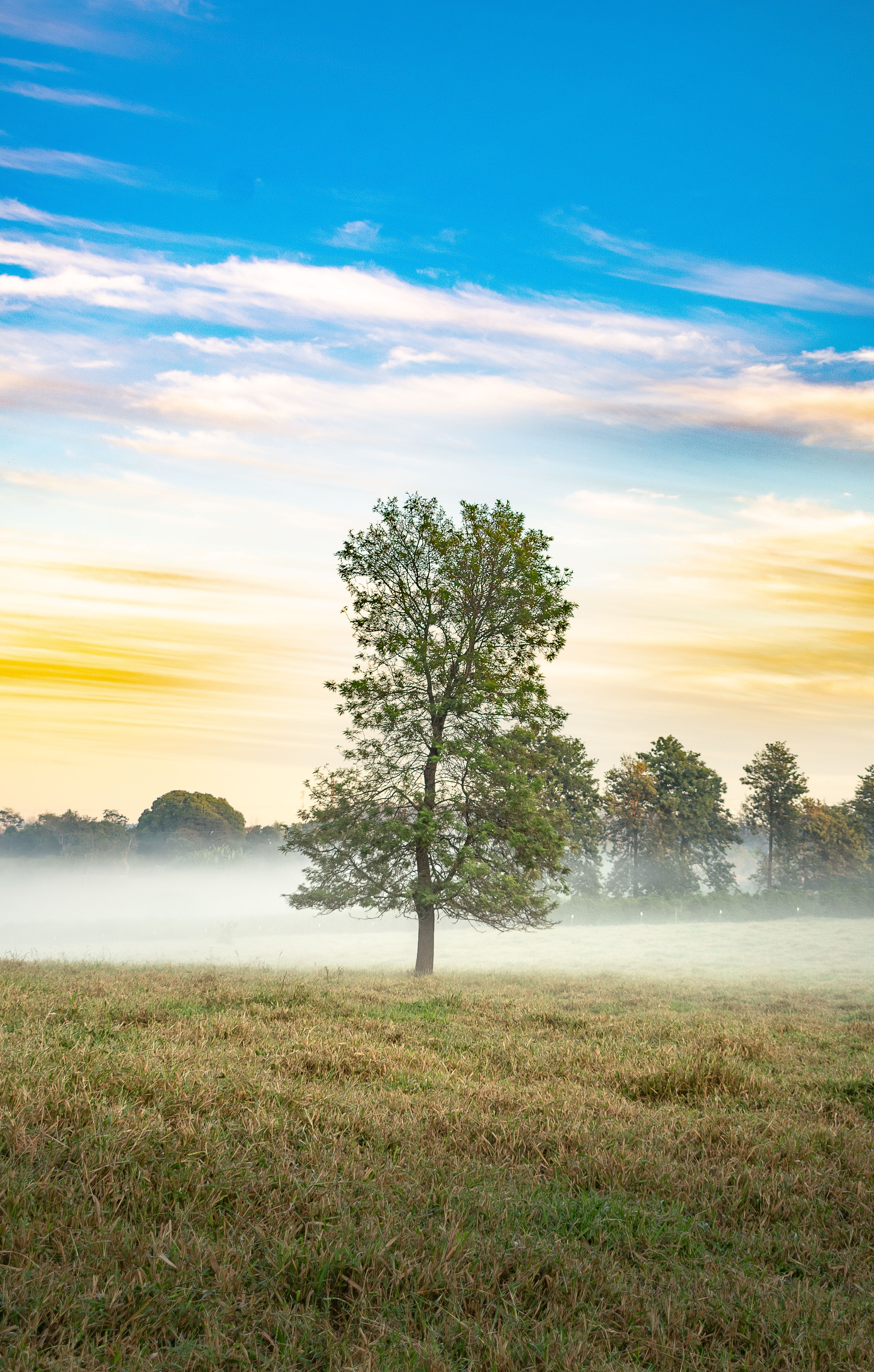 beautiful tree at dawn with fog · Free Stock Photo