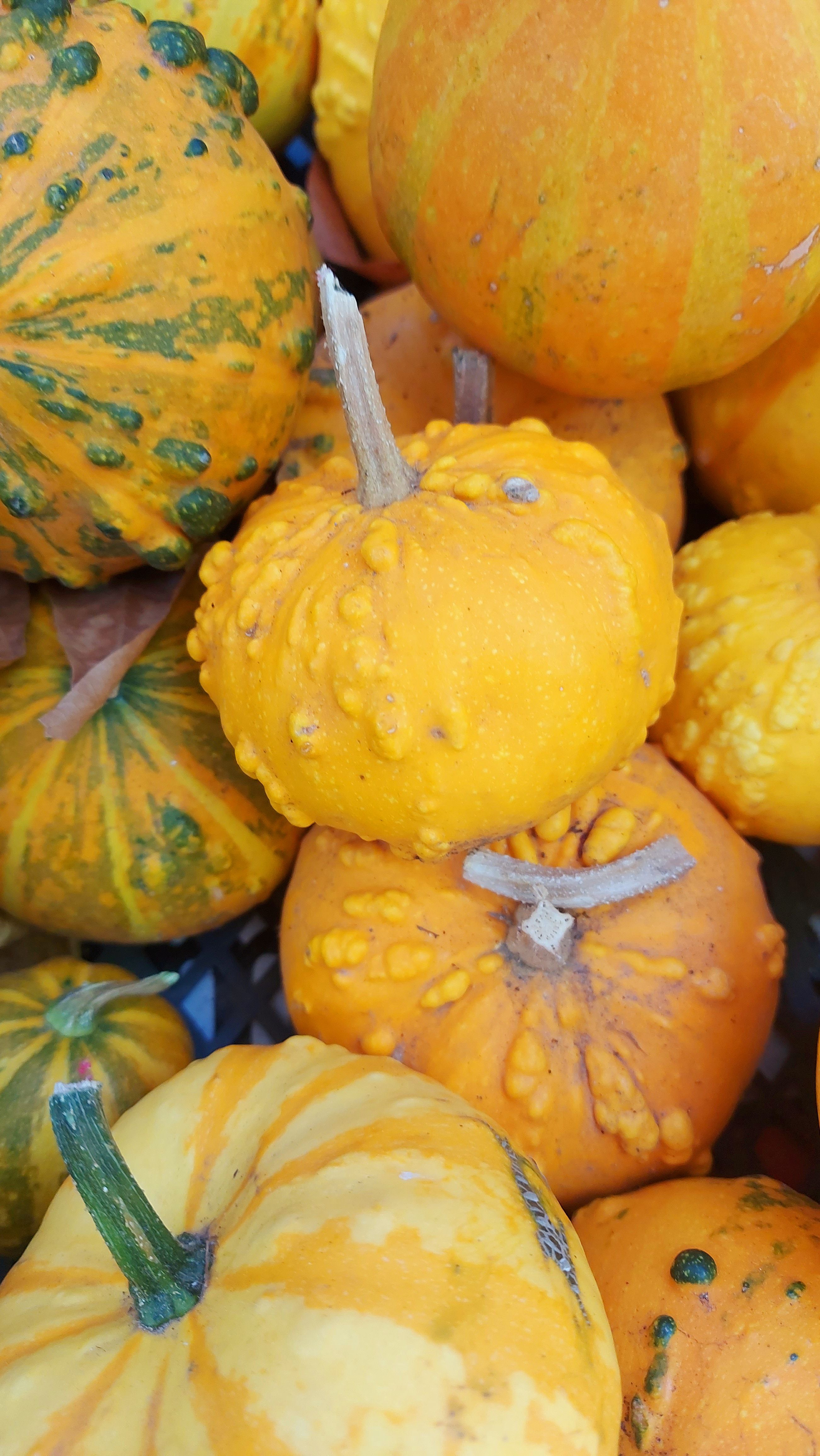 Close-Up Photography of A Pumpkin · Free Stock Photo