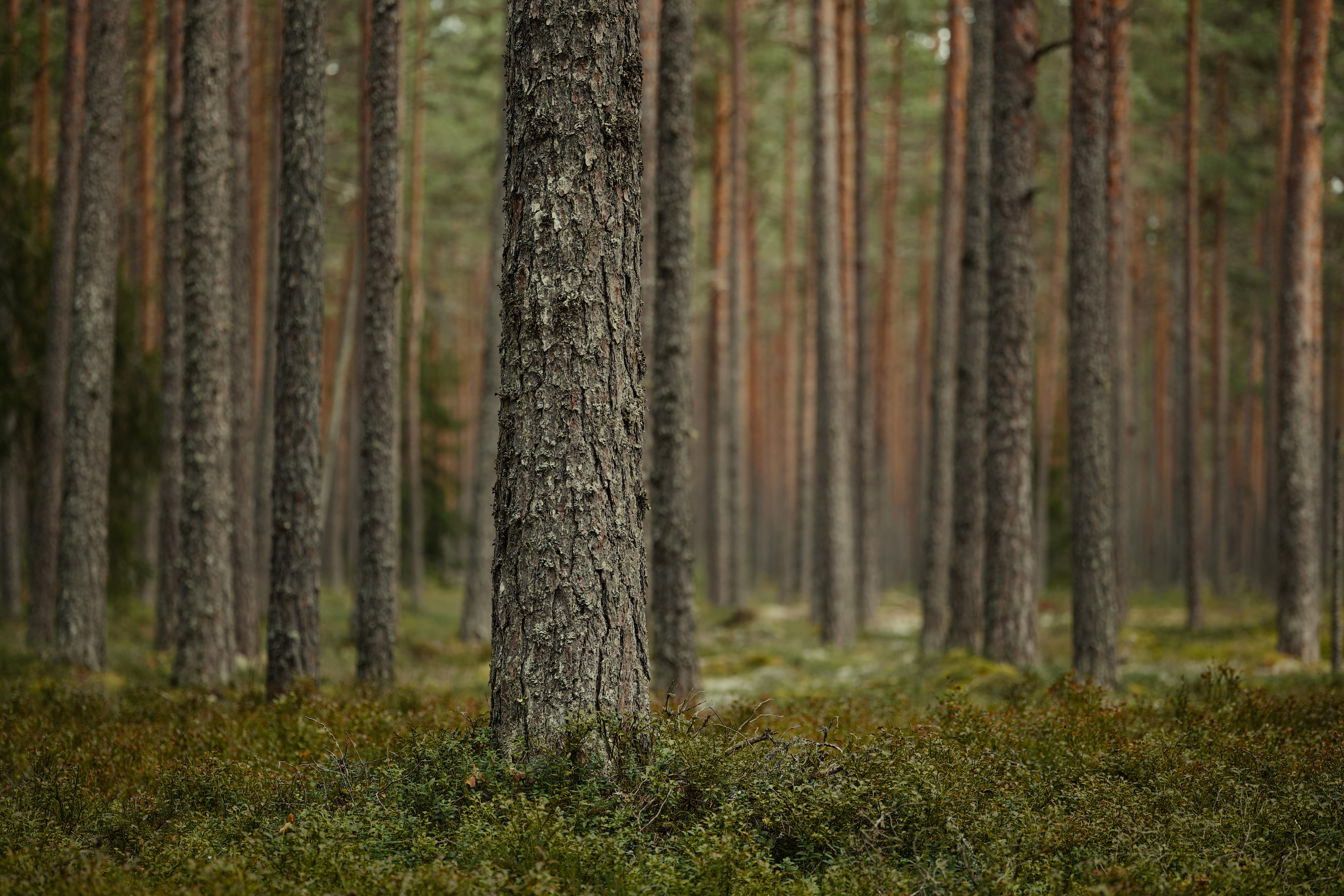 Tree Trunks With Green Leaves · Free Stock Photo