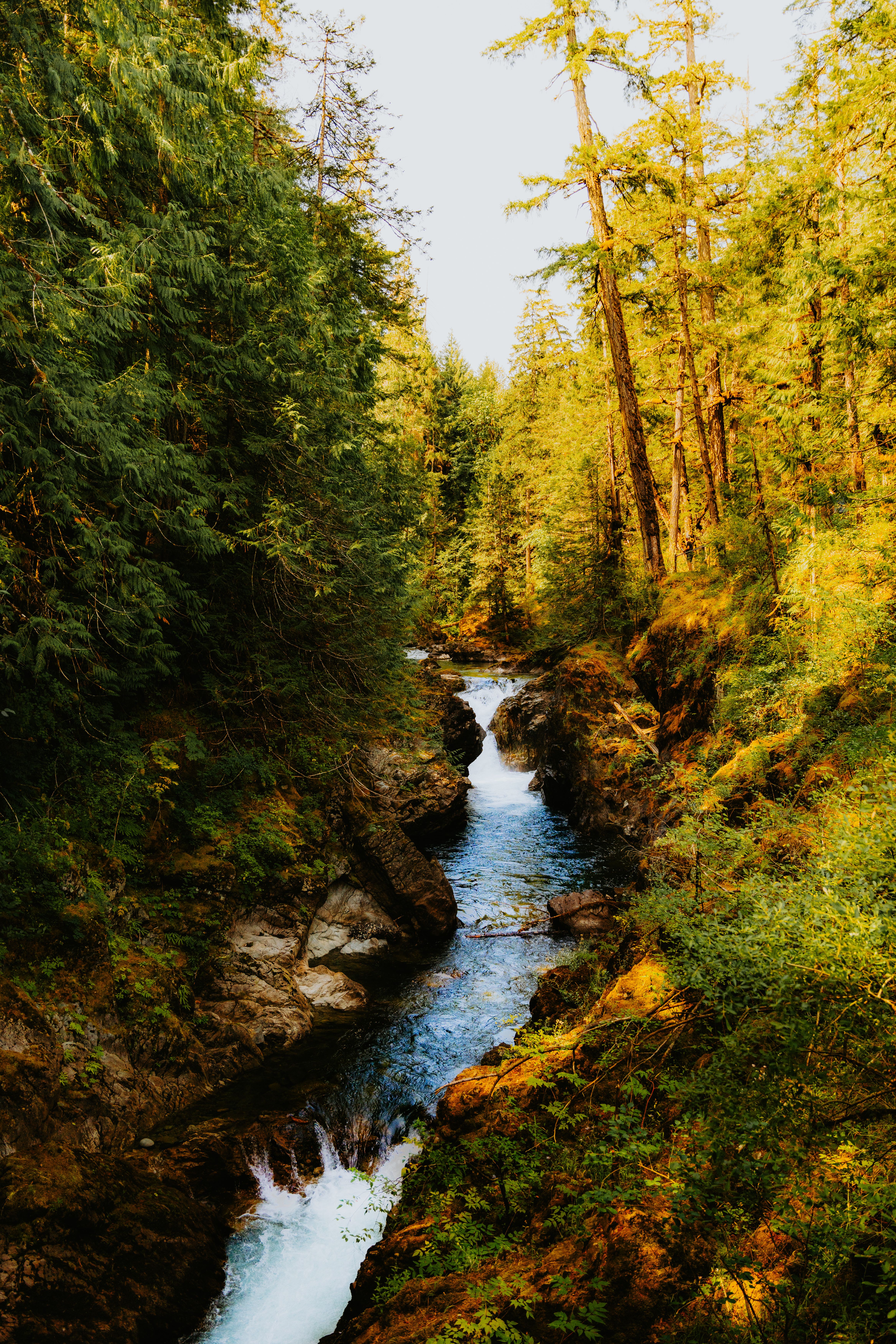 A stream running through a forest with trees · Free Stock Photo
