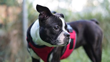 Types of Dog Bugs: Identifying Mites and Ticks Safely