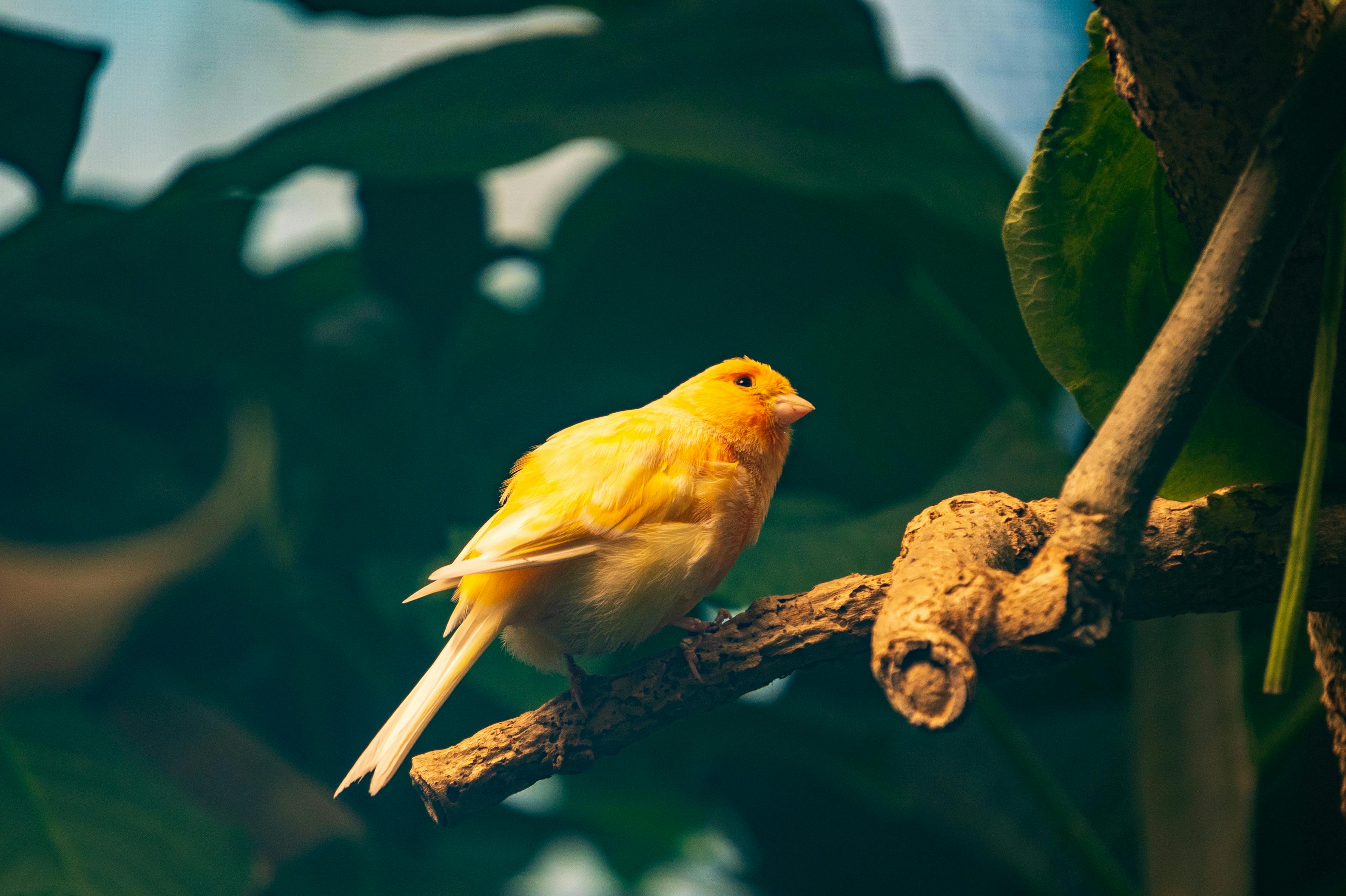 Canary Bird Photos, Download The BEST Free Canary Bird Stock Photos ...
