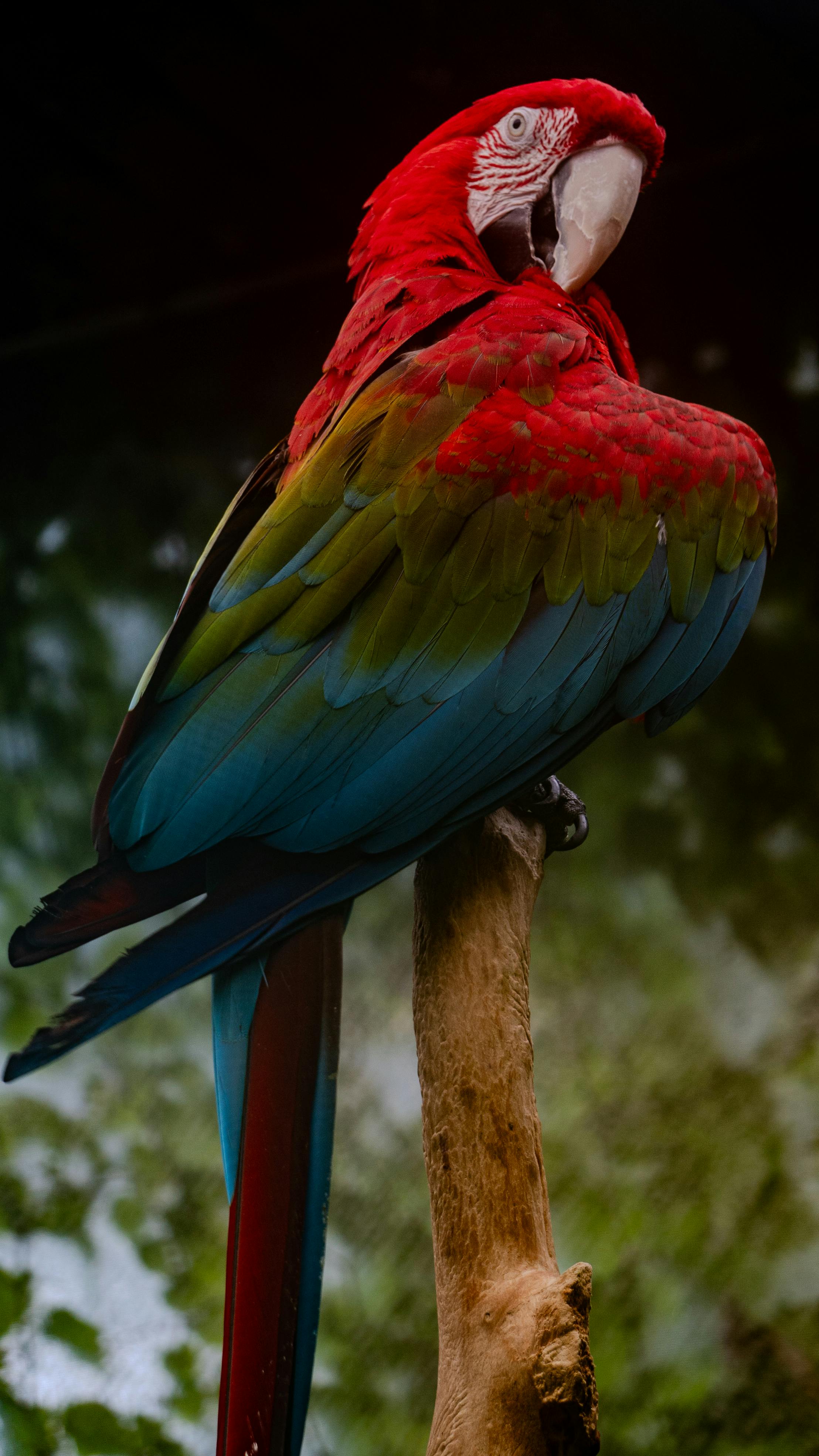 Selective Focus Photography of Red Parrot · Free Stock Photo