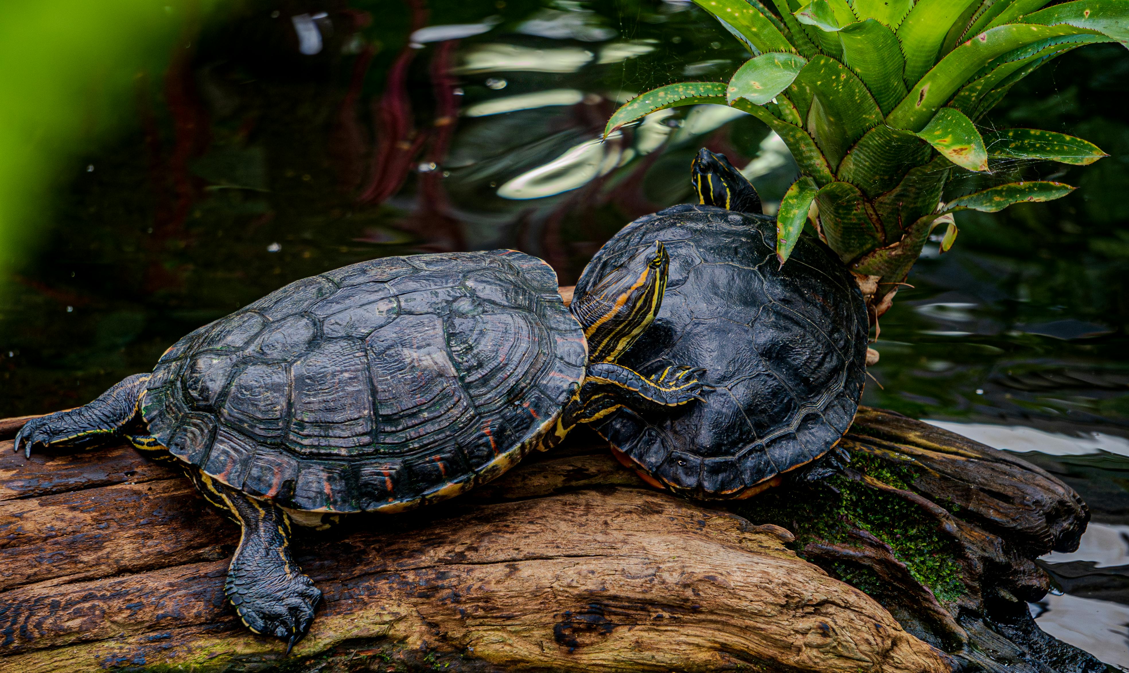 Yellow and Black Turtle · Free Stock Photo