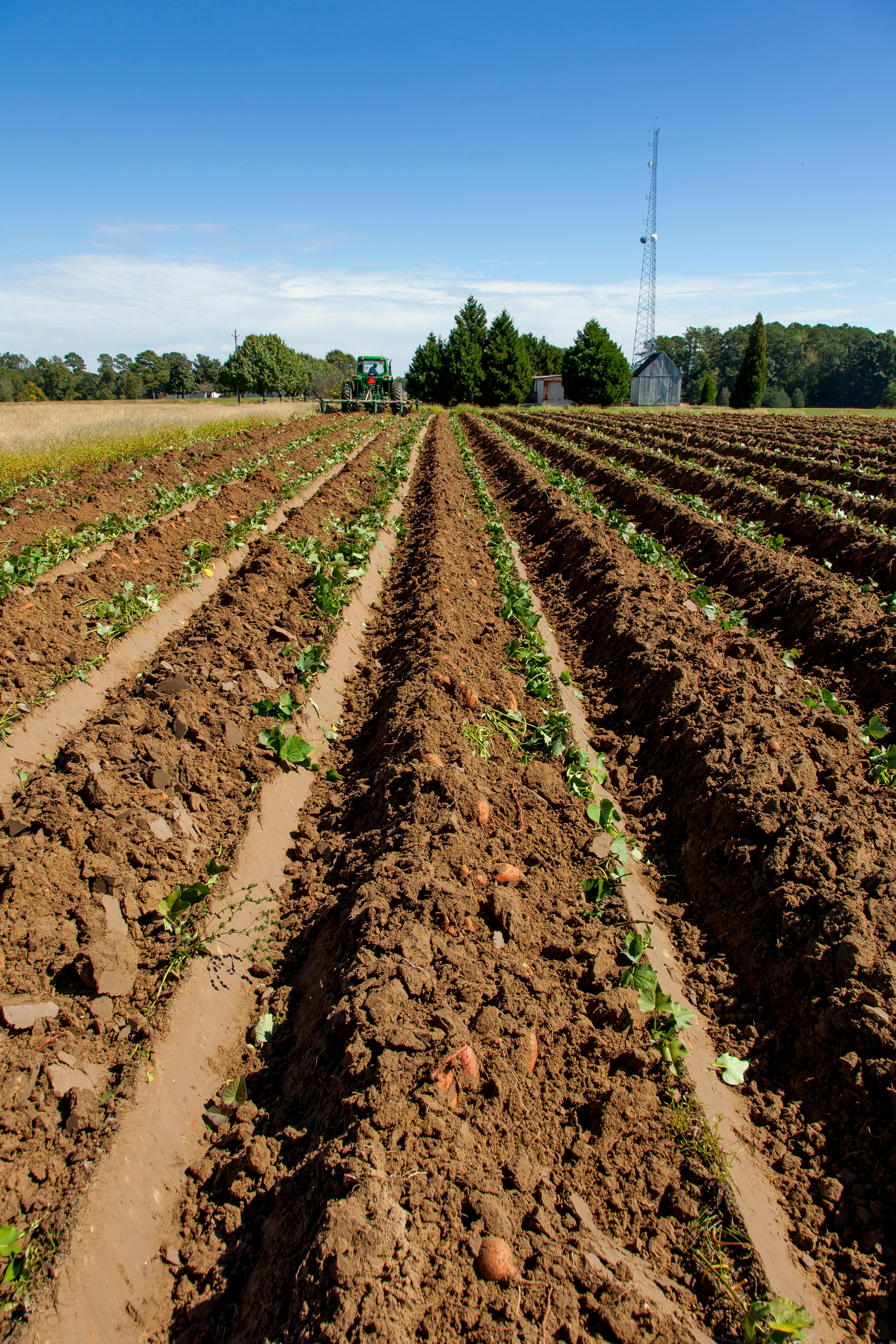 Tractor on Potato Plantation · Free Stock Photo