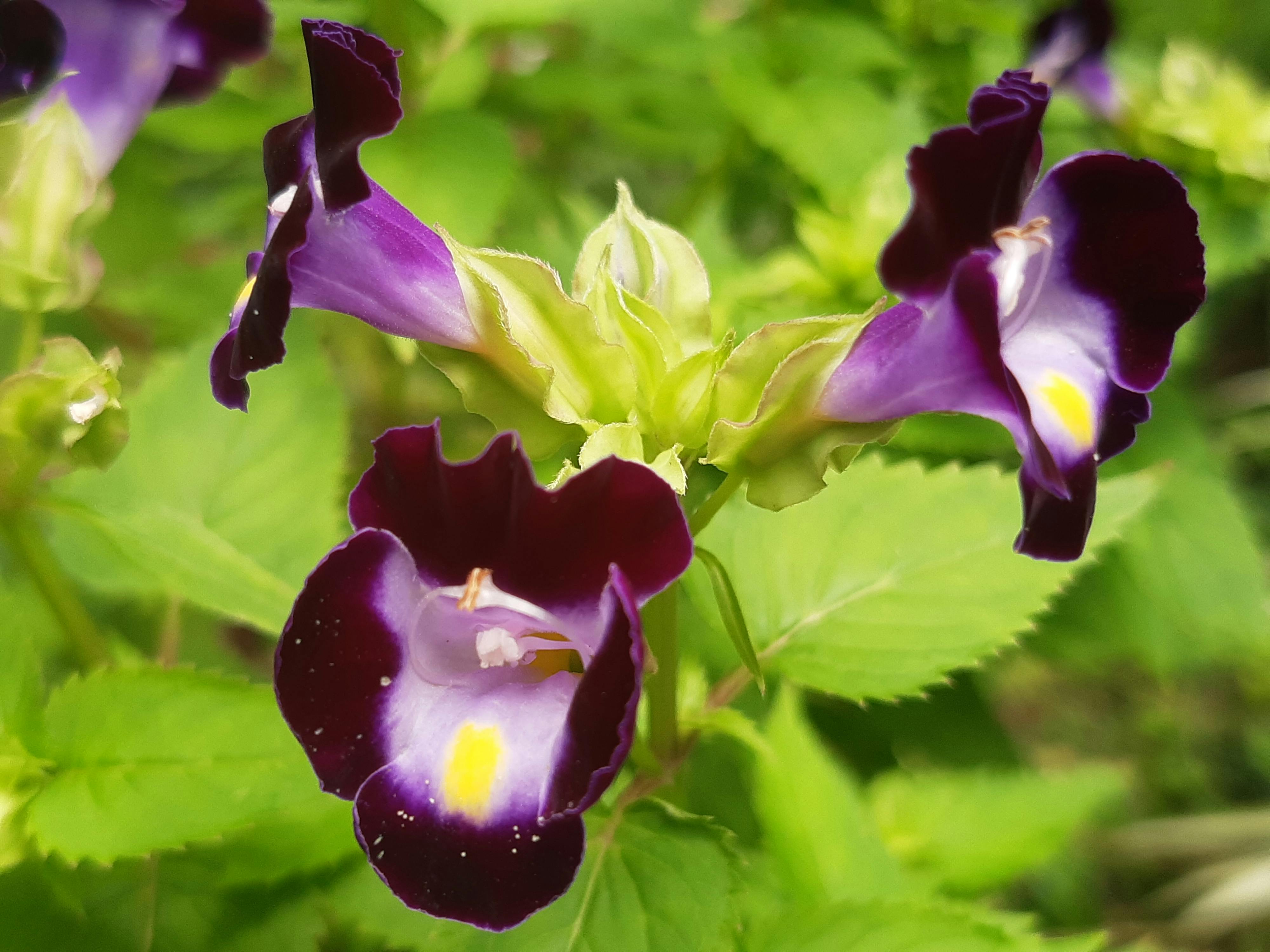 Bhupender Singh Jarial - Photography