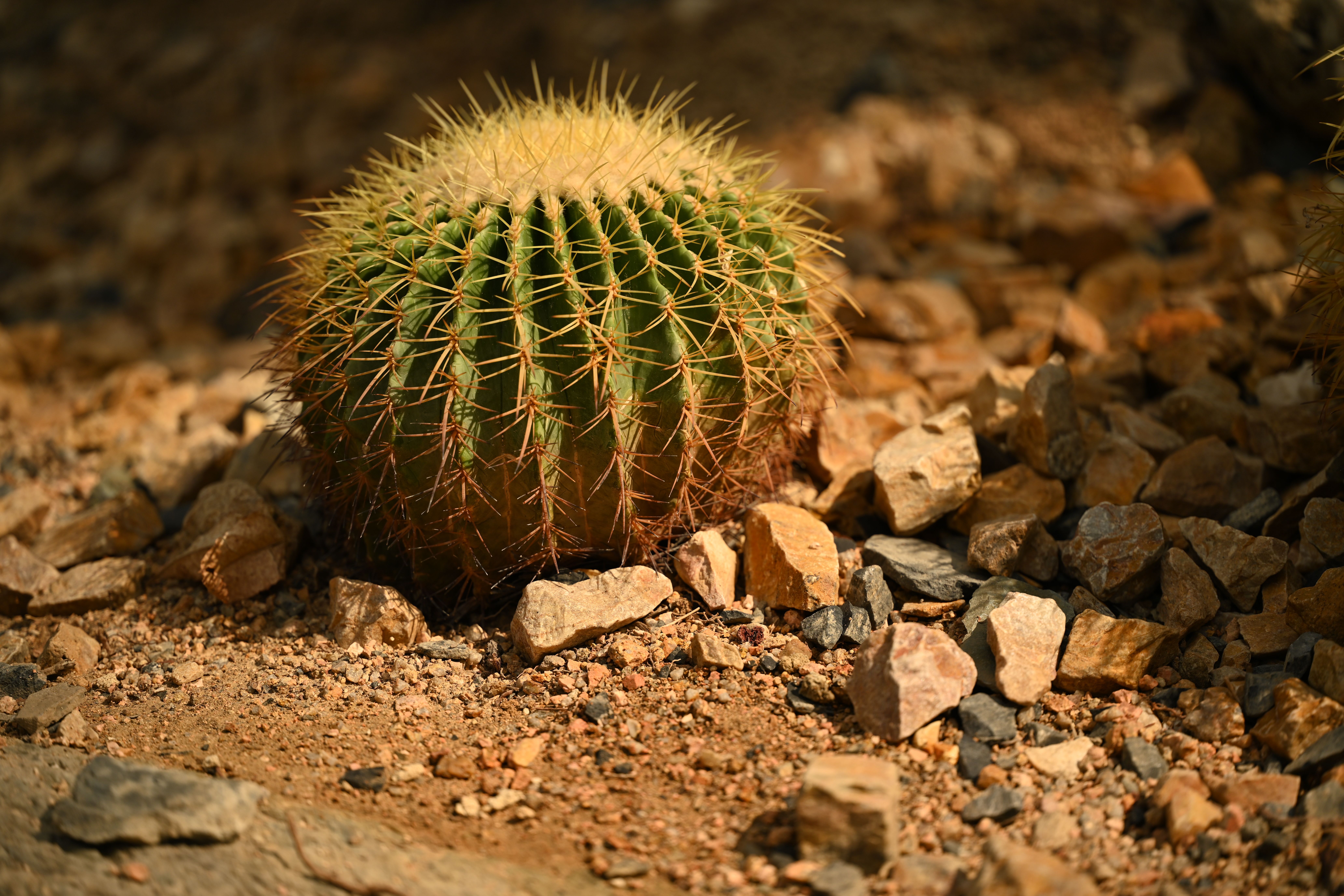 A cactus plant is sitting on the ground · Free Stock Photo