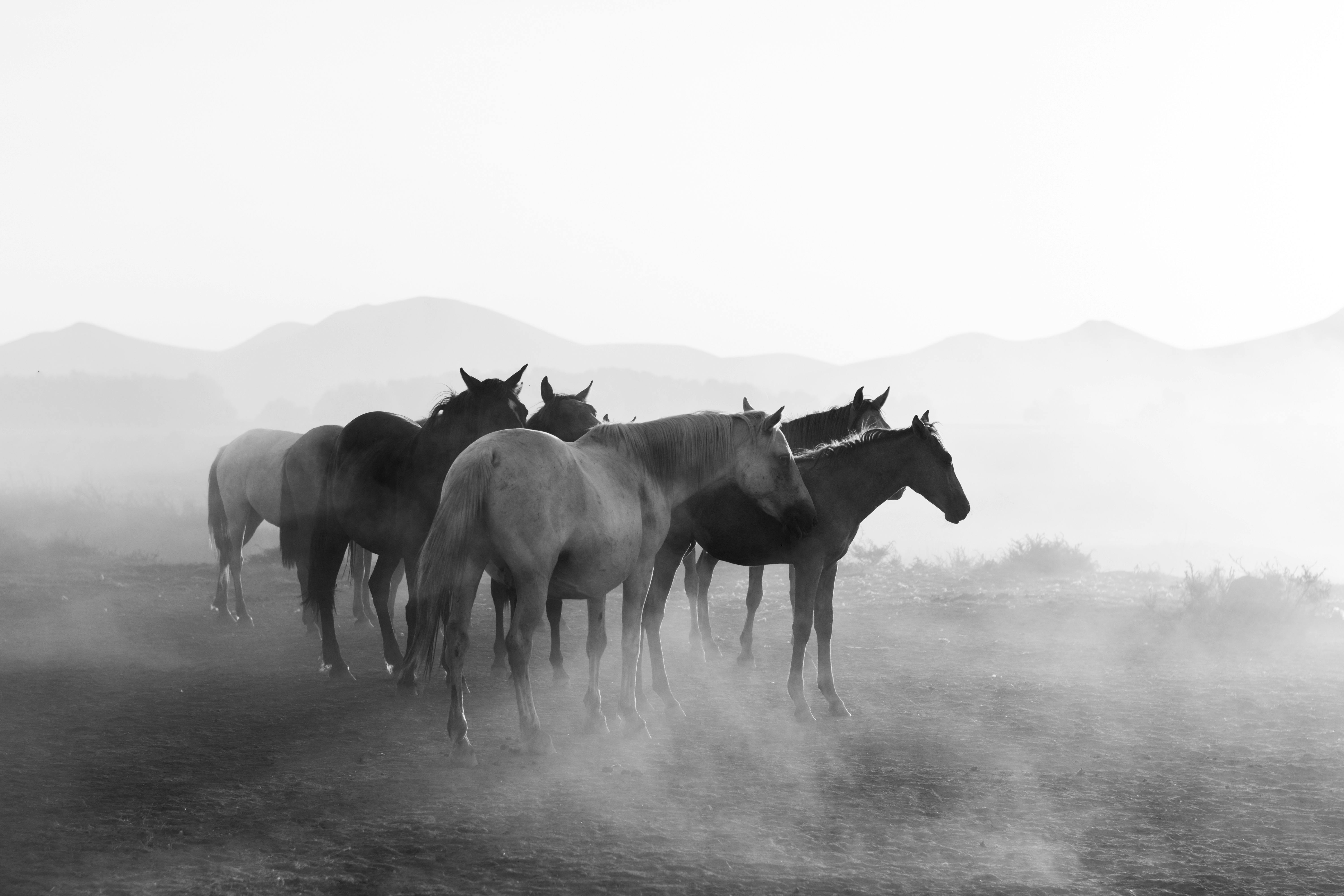 Foto de stock gratuita sobre agricultura, al aire libre, animal, asia ...