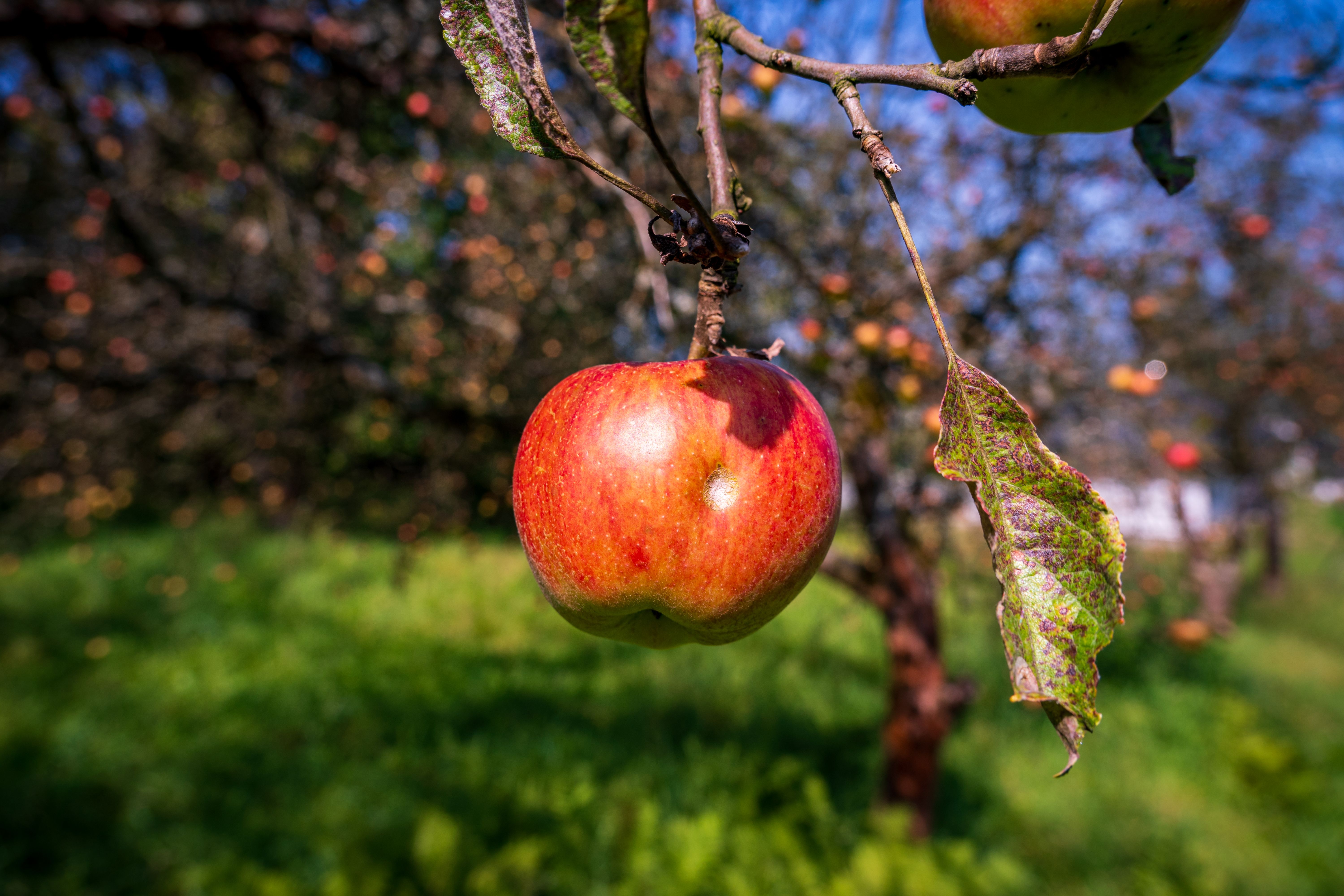 Red Apples on Tree · Free Stock Photo