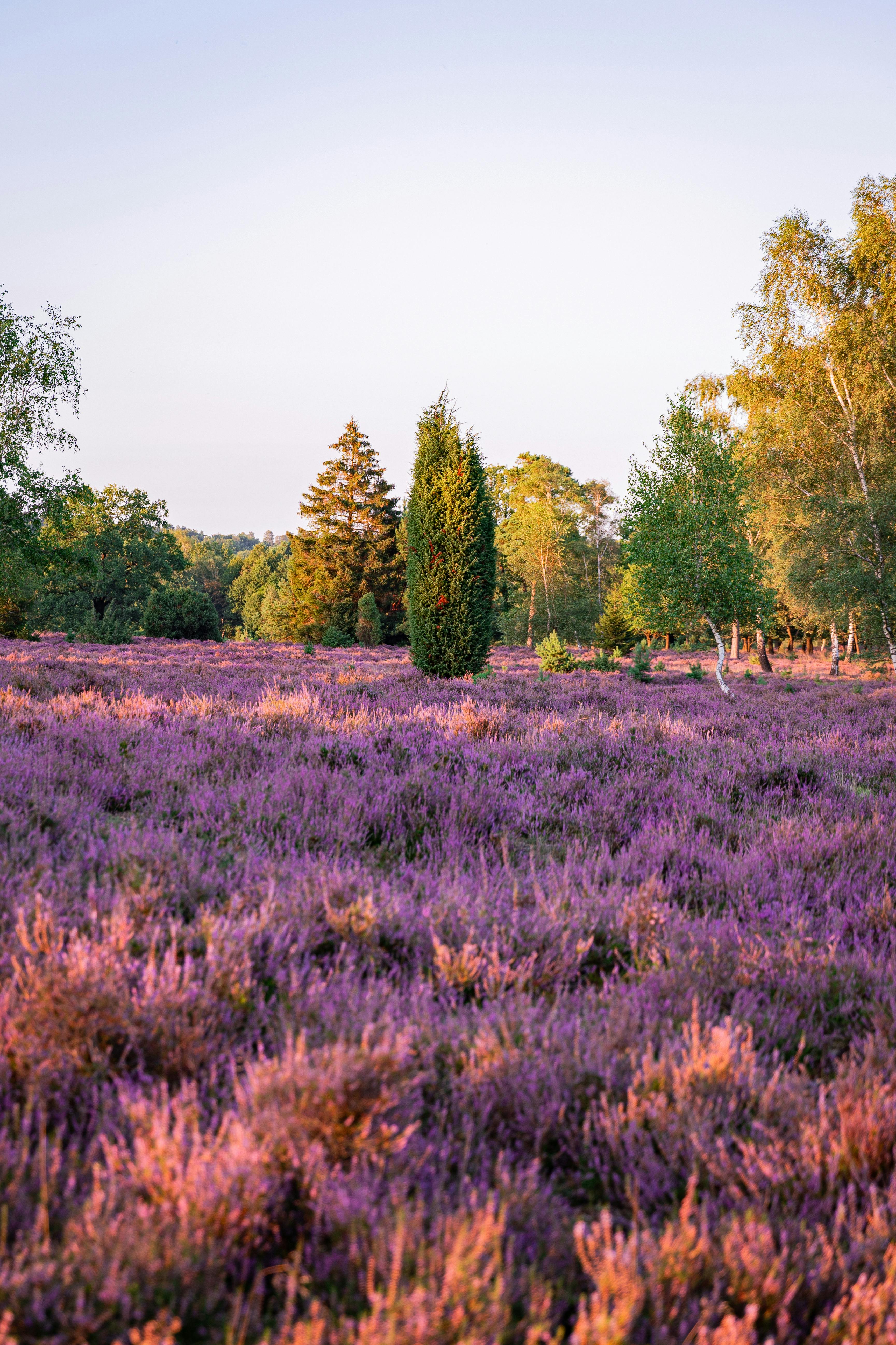 Lavender Covered in Snow · Free Stock Photo