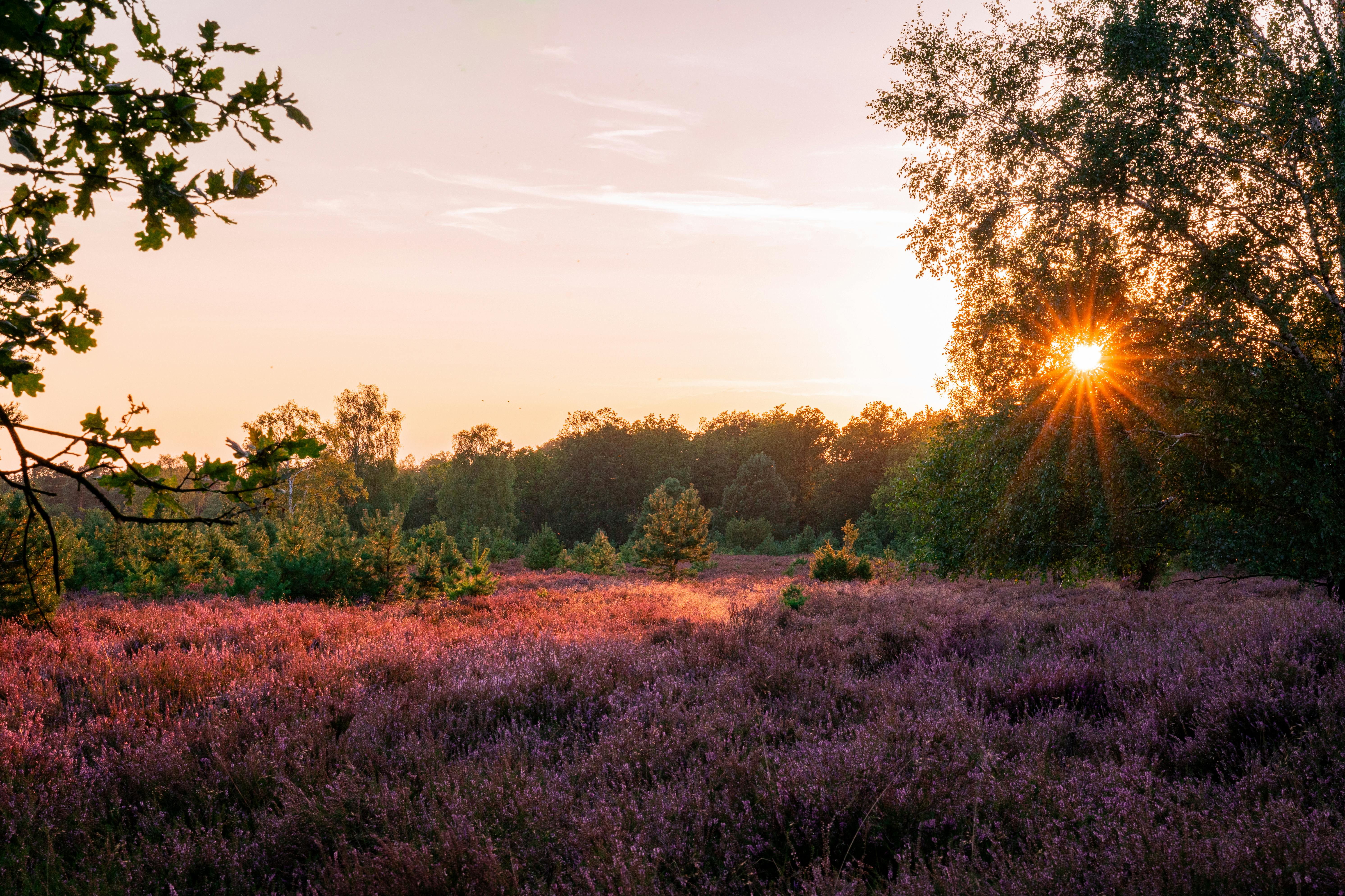 Foto de stock gratuita sobre @al aire libre, alemania, amanecer, árbol ...