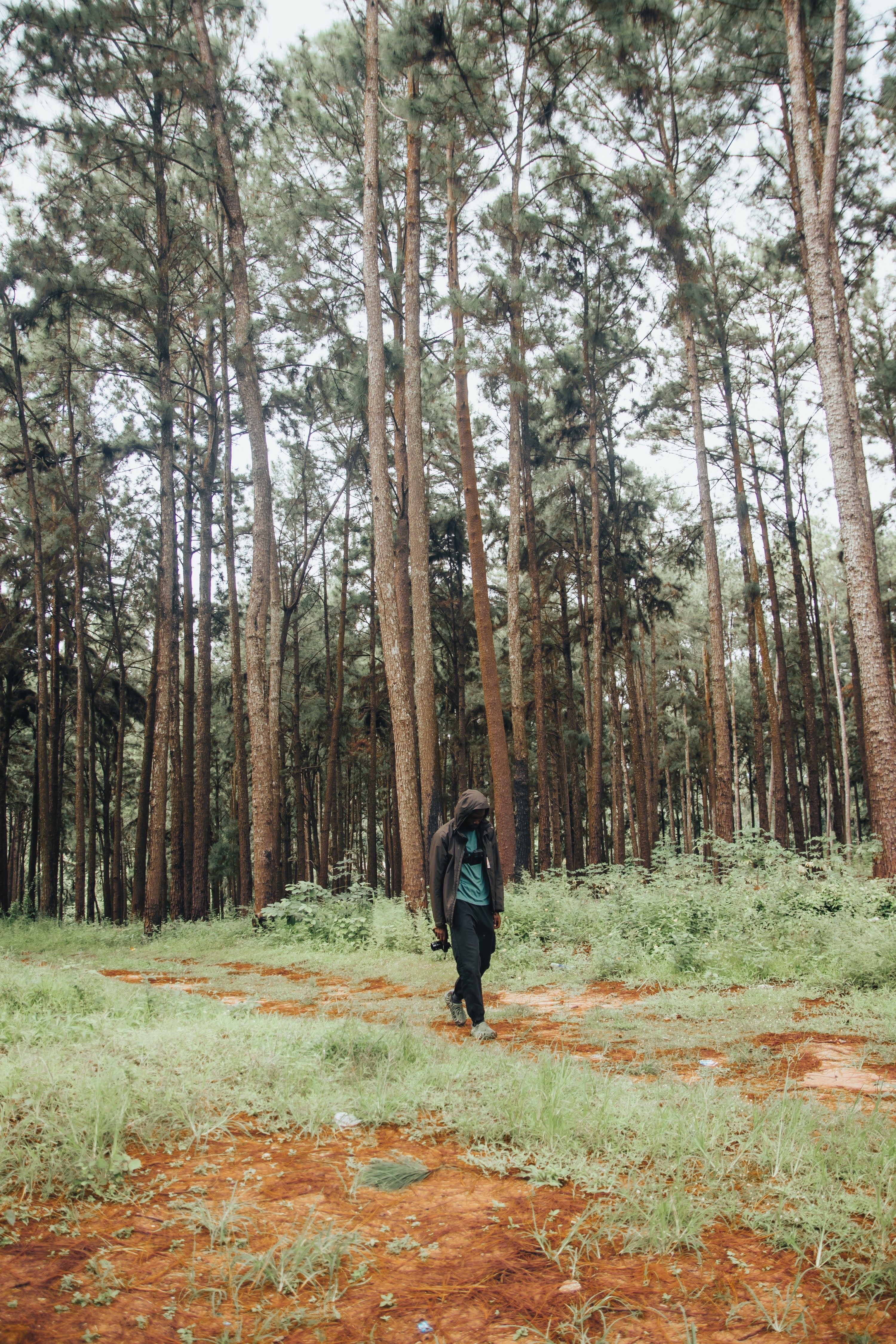 Walking in the Pine forest · Free Stock Photo