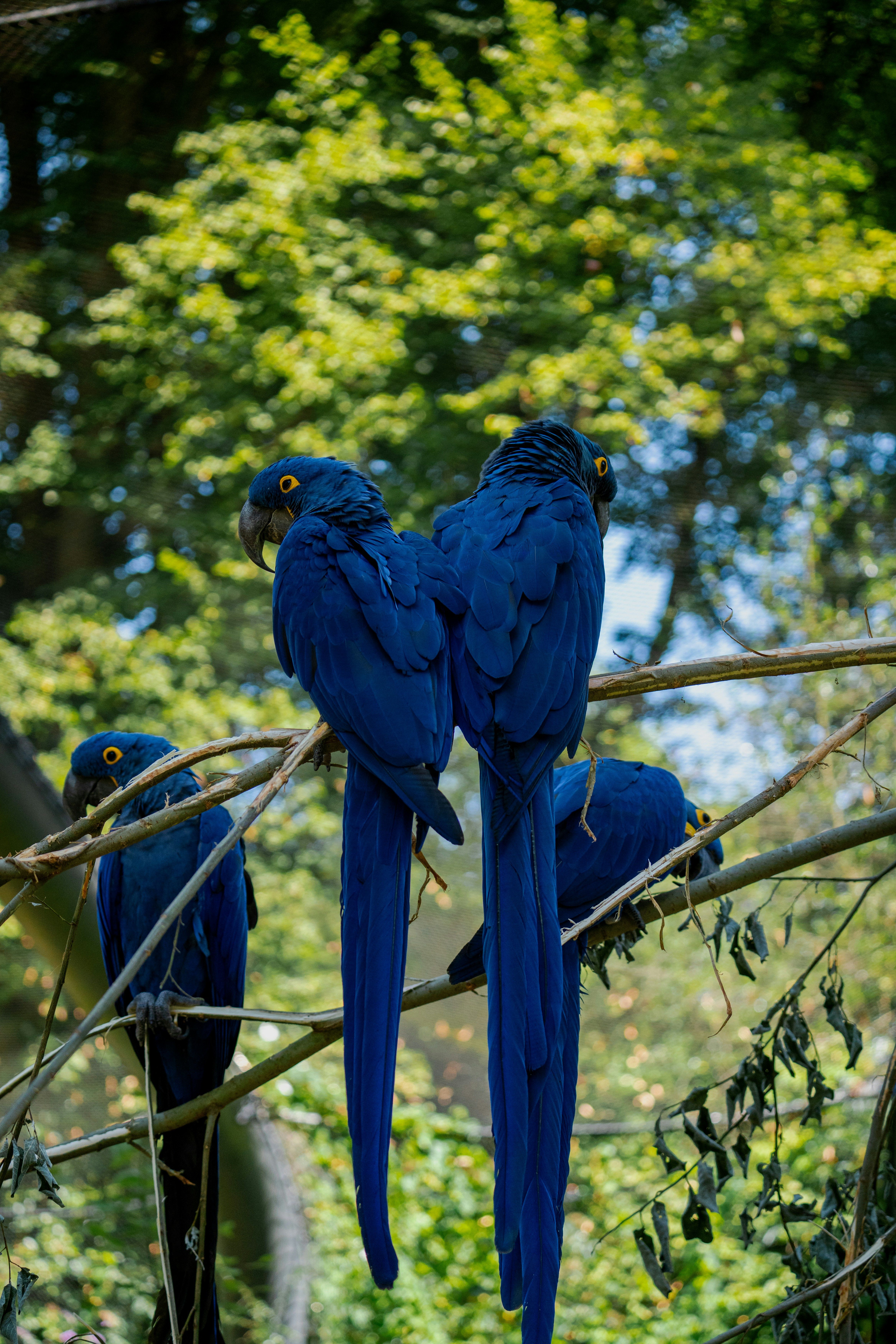 Foto profissional gratuita de américa do sul, animais selvagens, animal ...