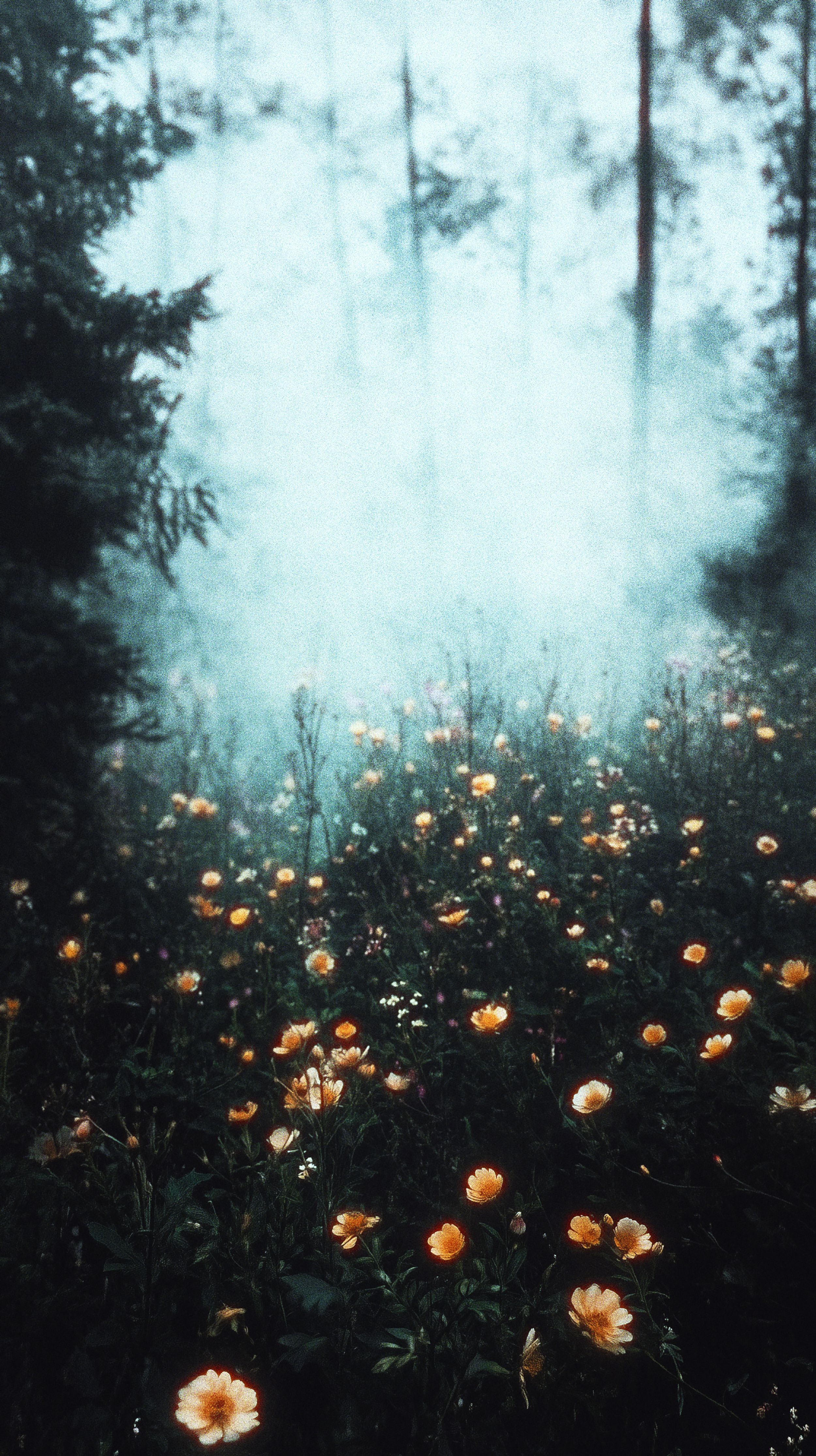A field of flowers with fog in the background · Free Stock Photo