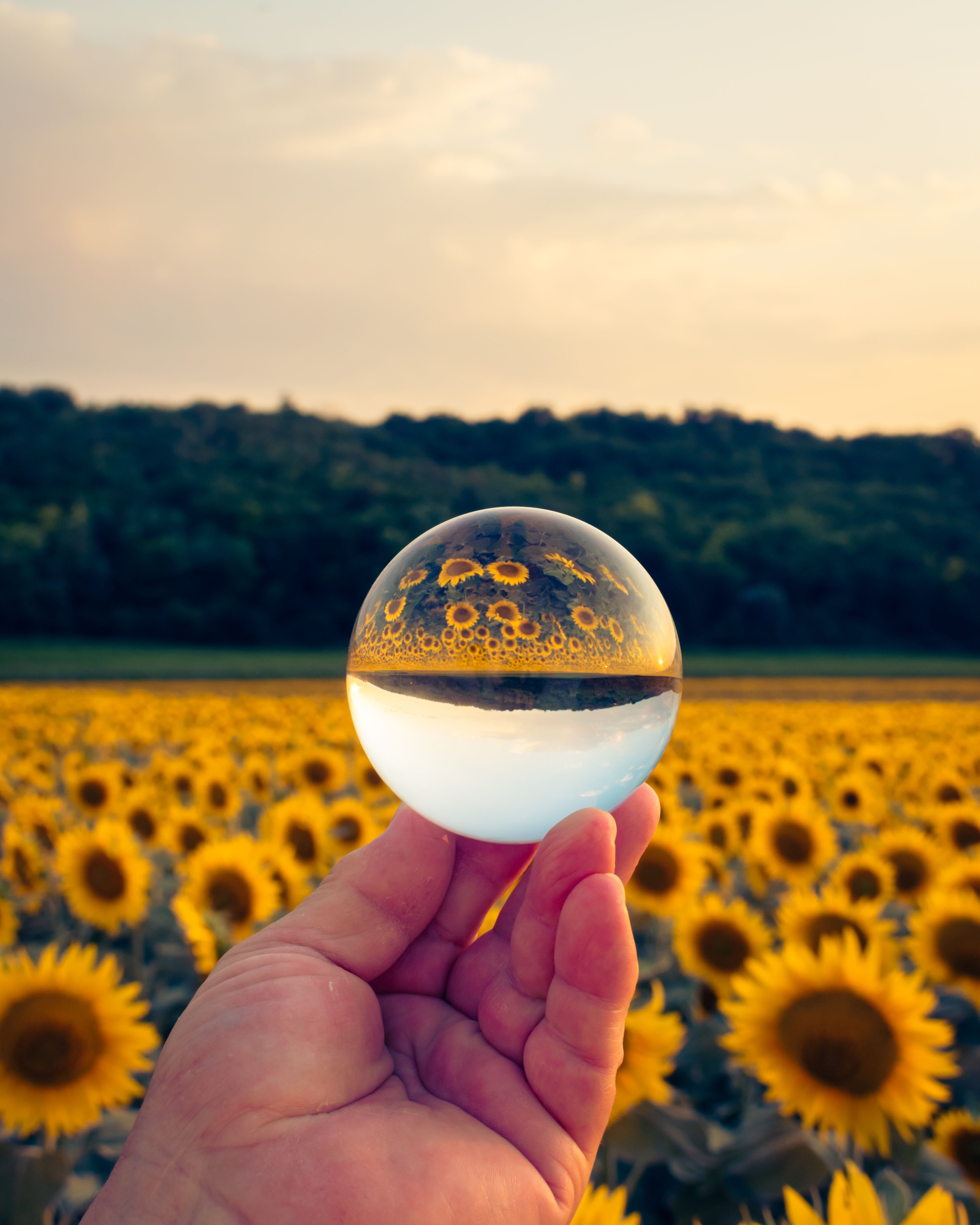Golden Ball Flower Photos, Download The BEST Free Golden Ball Flower ...