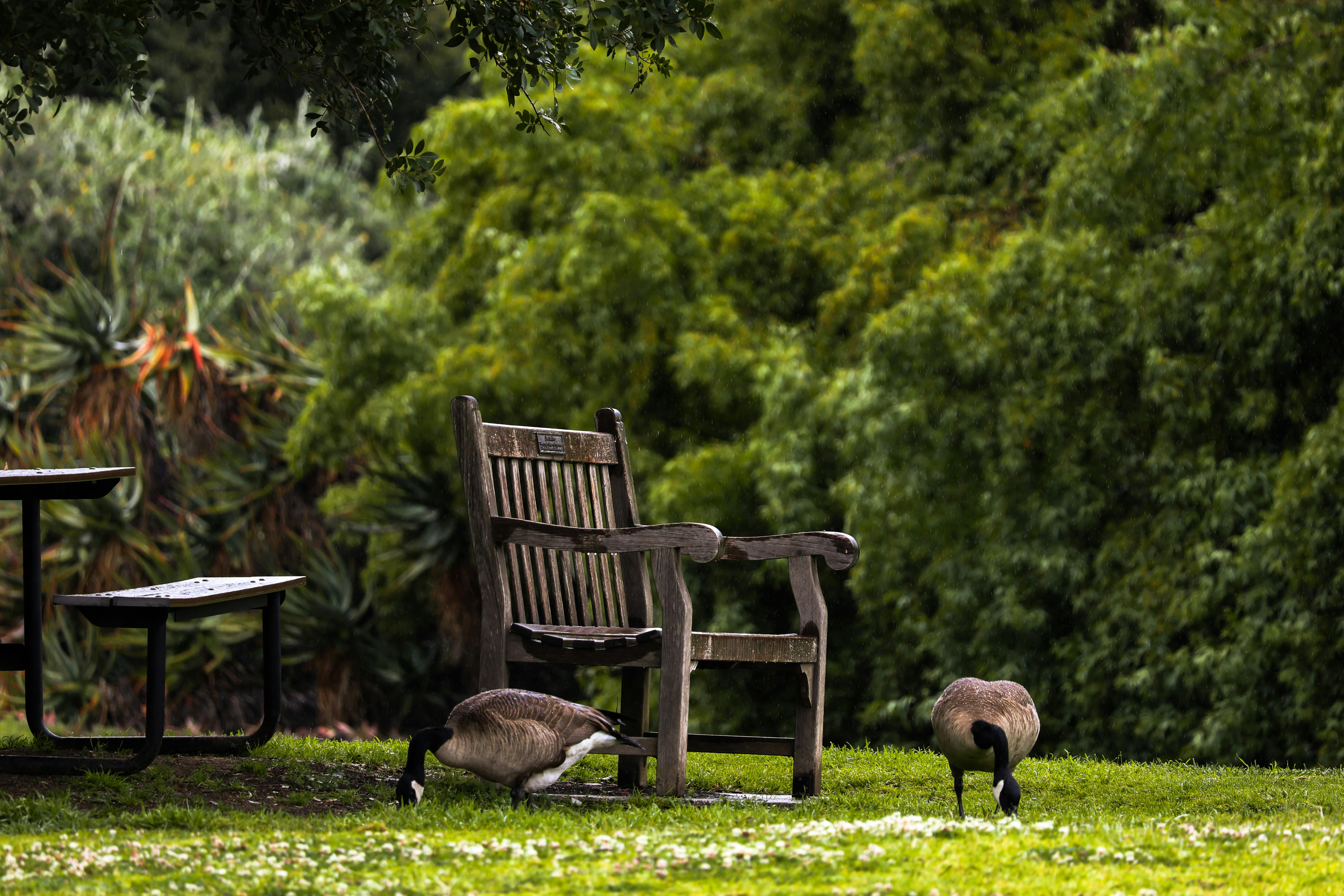 A bench and two geese in a park · Free Stock Photo