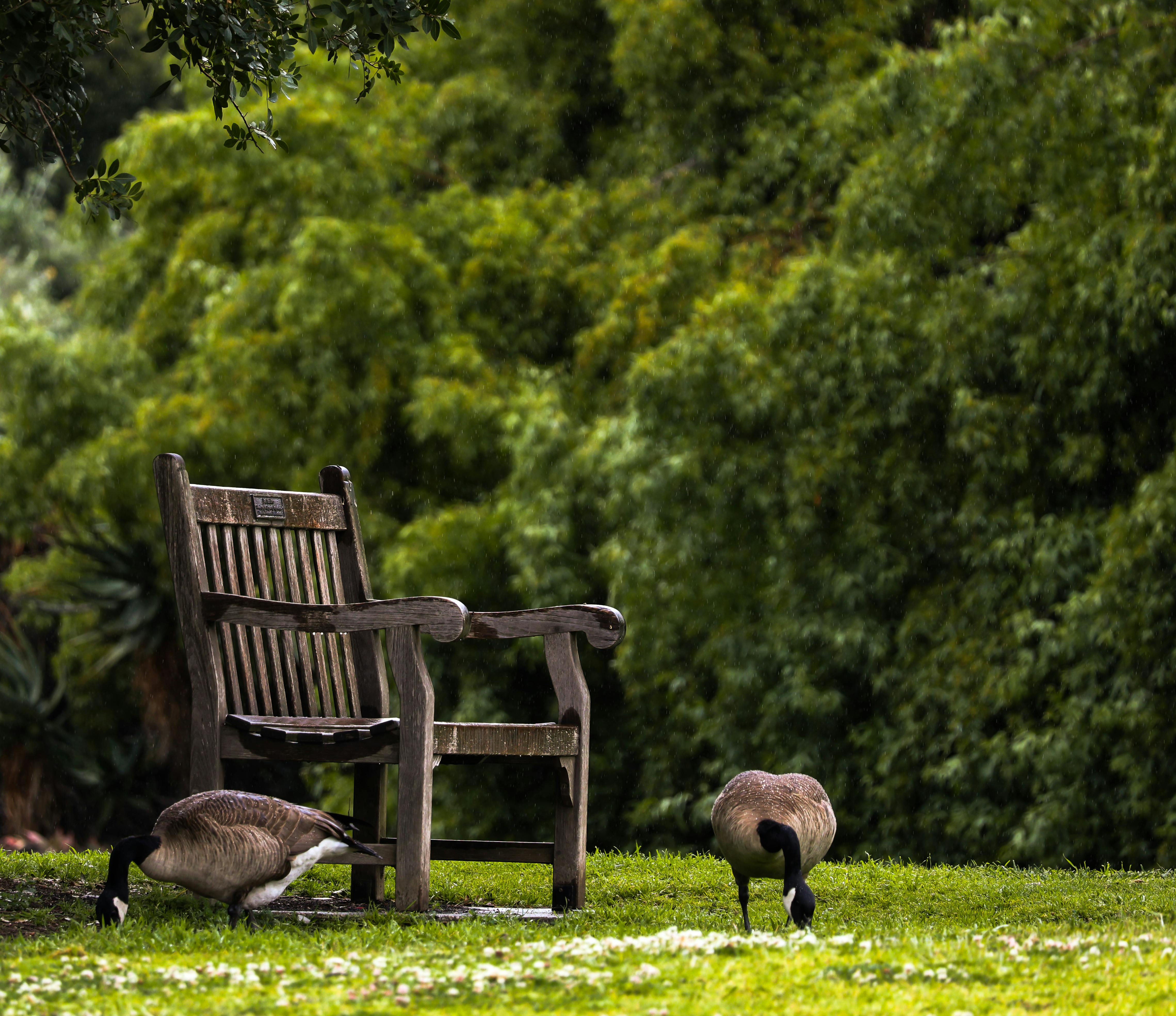 A bench and two geese in a park · Free Stock Photo