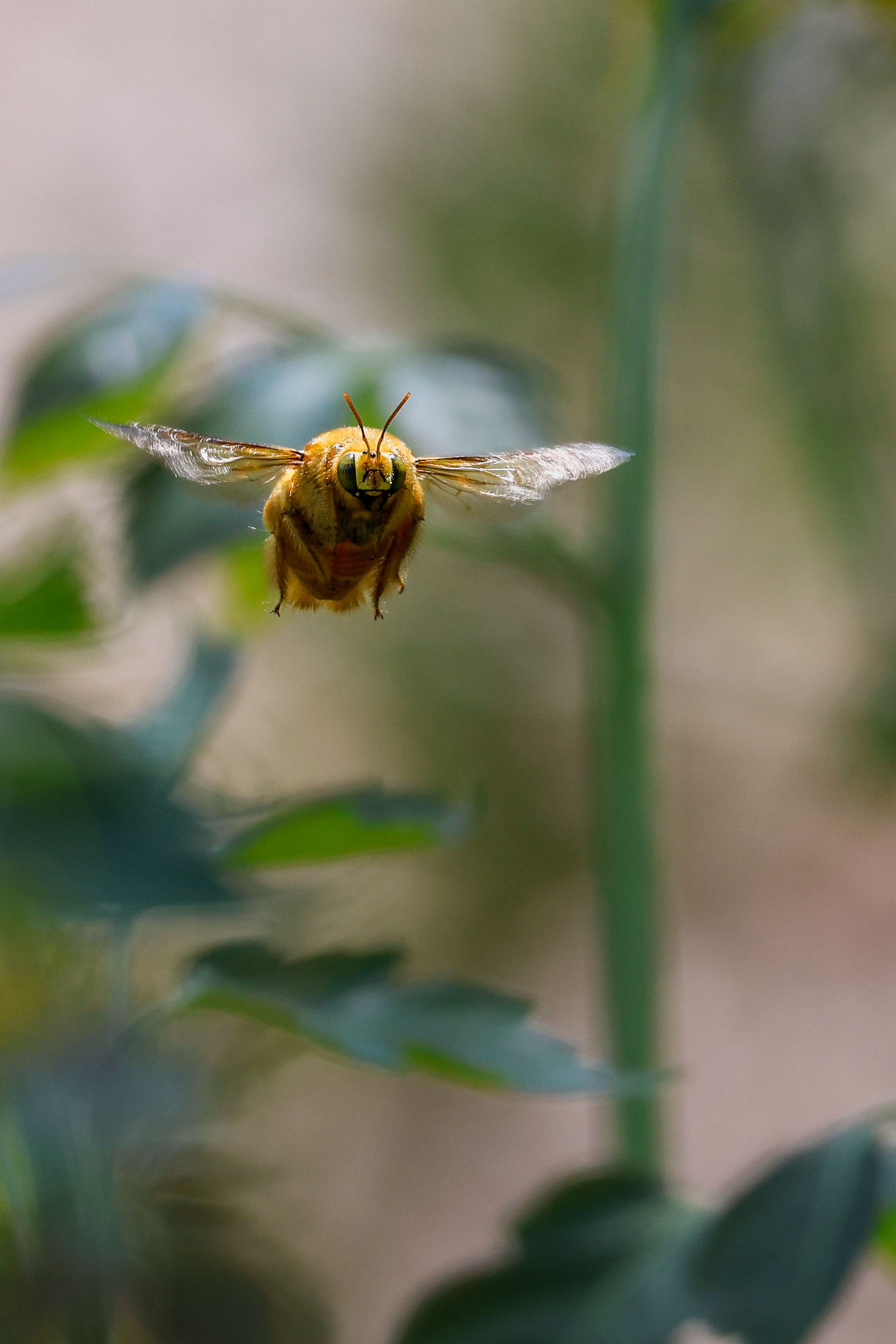 A bee flying over some green leaves · Free Stock Photo