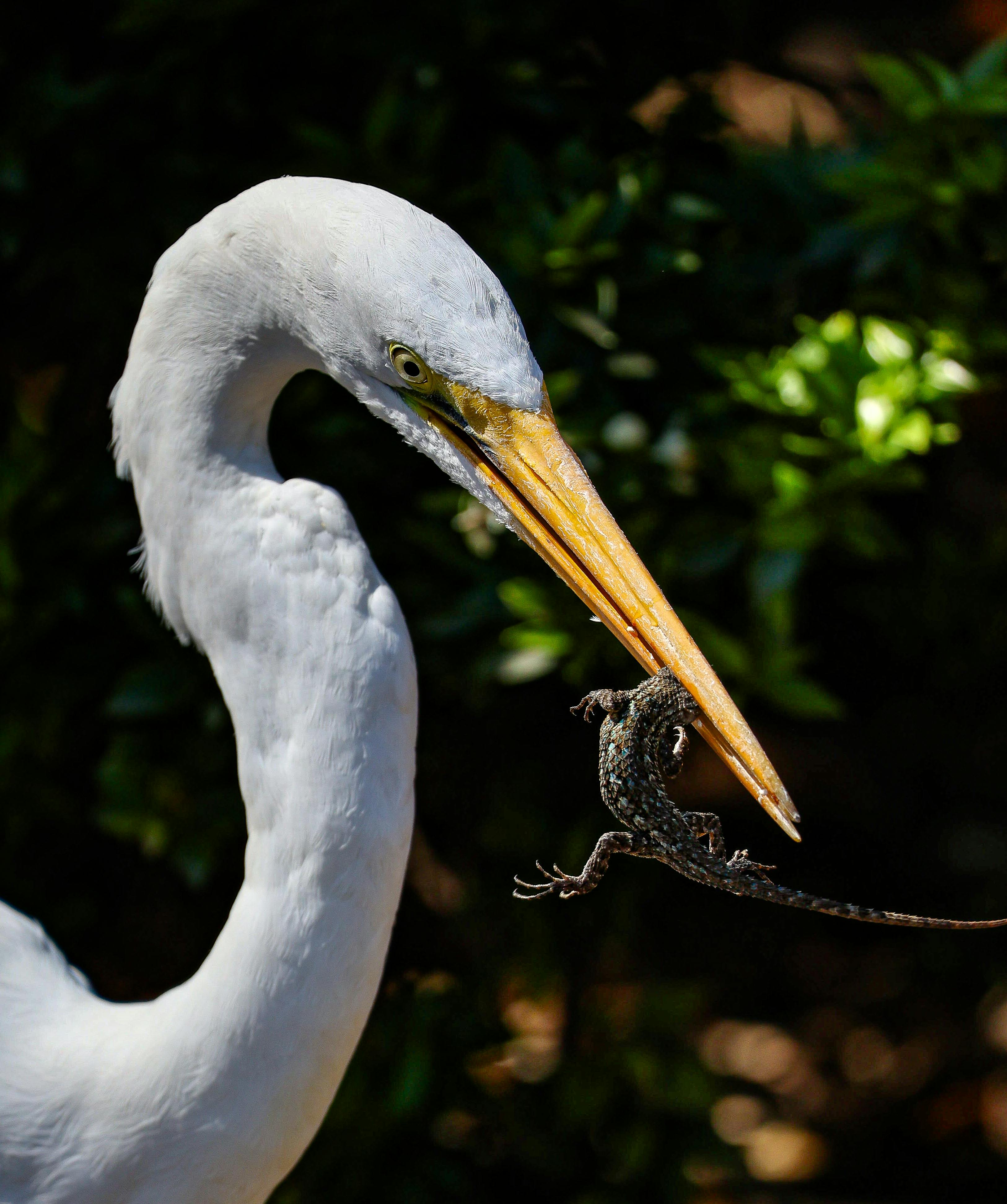A white bird with a lizard in its mouth · Free Stock Photo