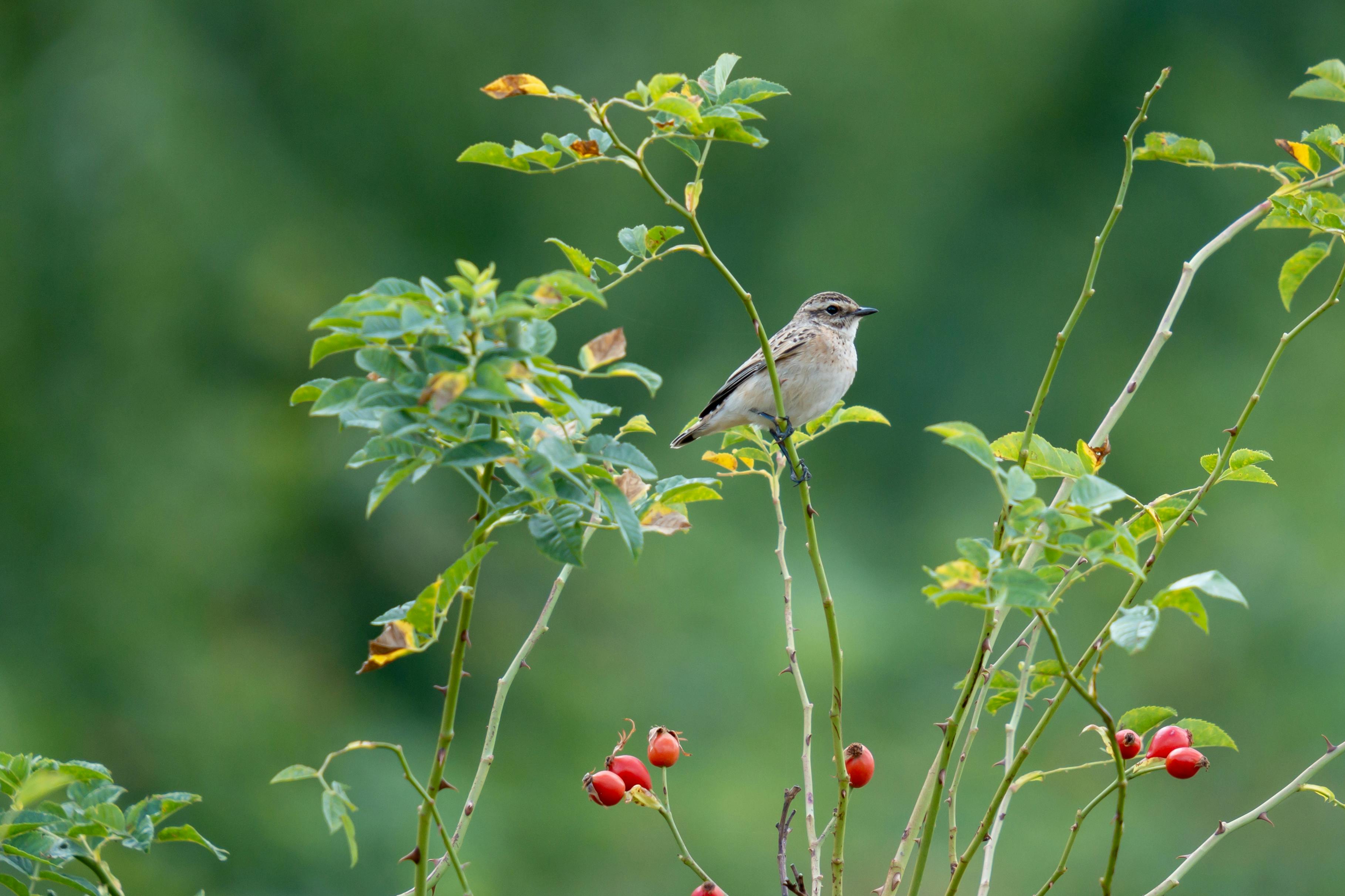 The whinchat (Saxicola rubetra) is a small migratory passerine bird ...