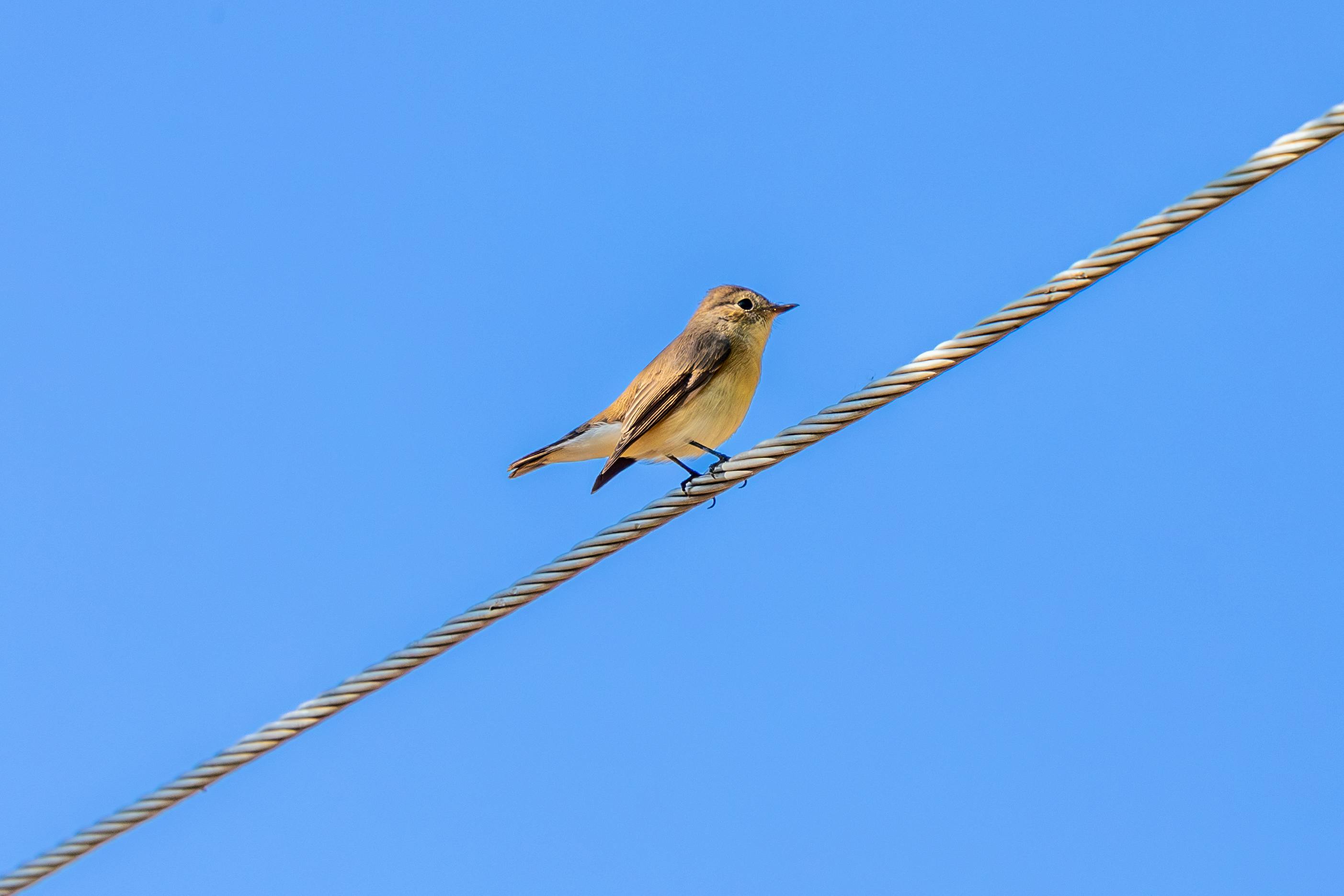 The red-breasted flycatcher (Ficedula parva) is a small passerine bird ...