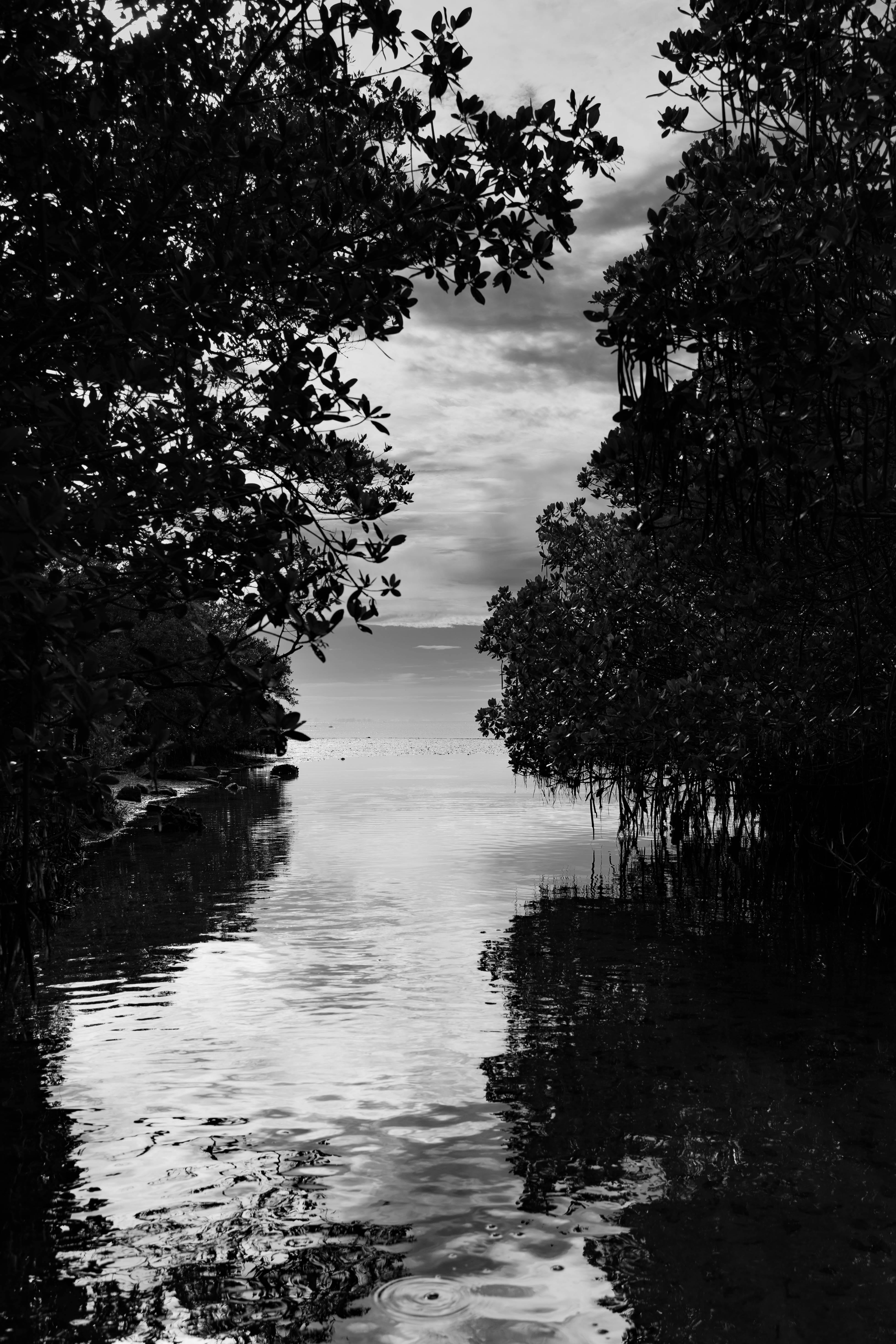 Black and white photograph of a river with trees · Free Stock Photo