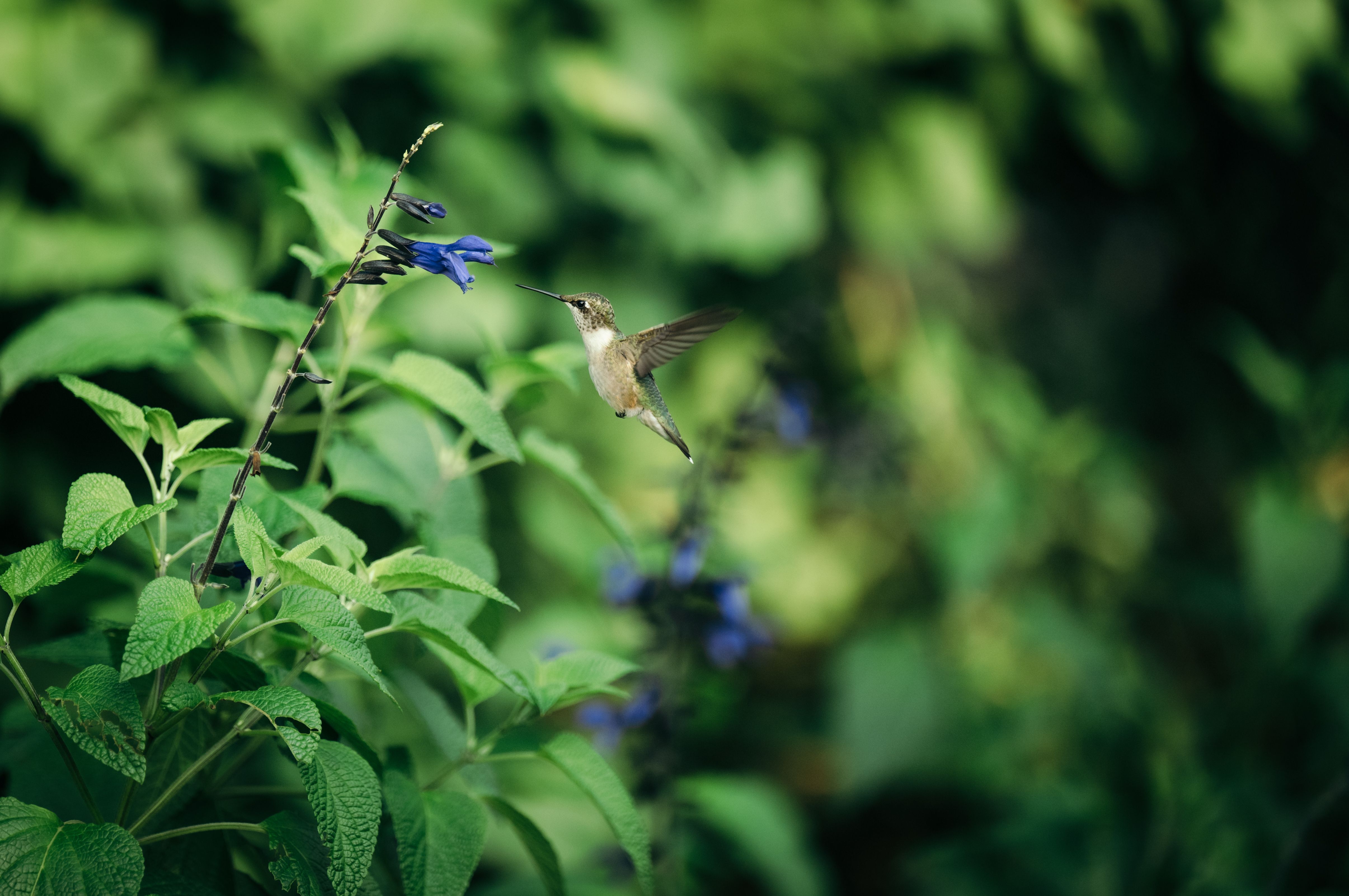 A hummingbird is flying over a plant with blue flowers · Free Stock Photo