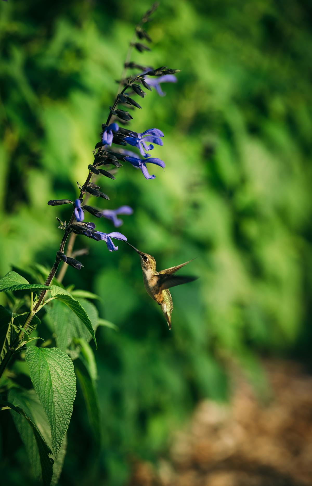 Humming Bird Eating Flower Photos, Download The BEST Free Humming Bird ...