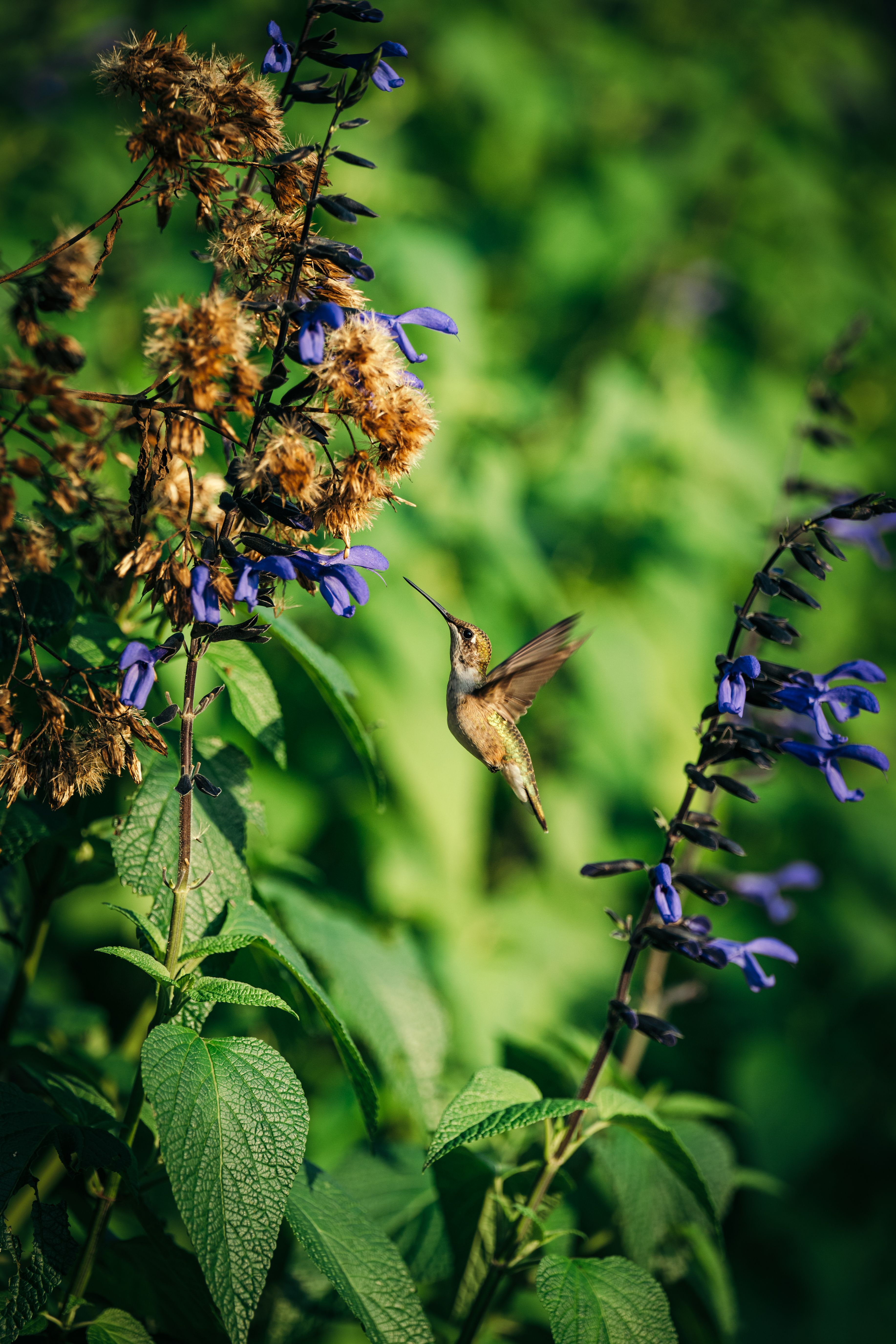 Close-Up Shot of a Hummingbird · Free Stock Photo